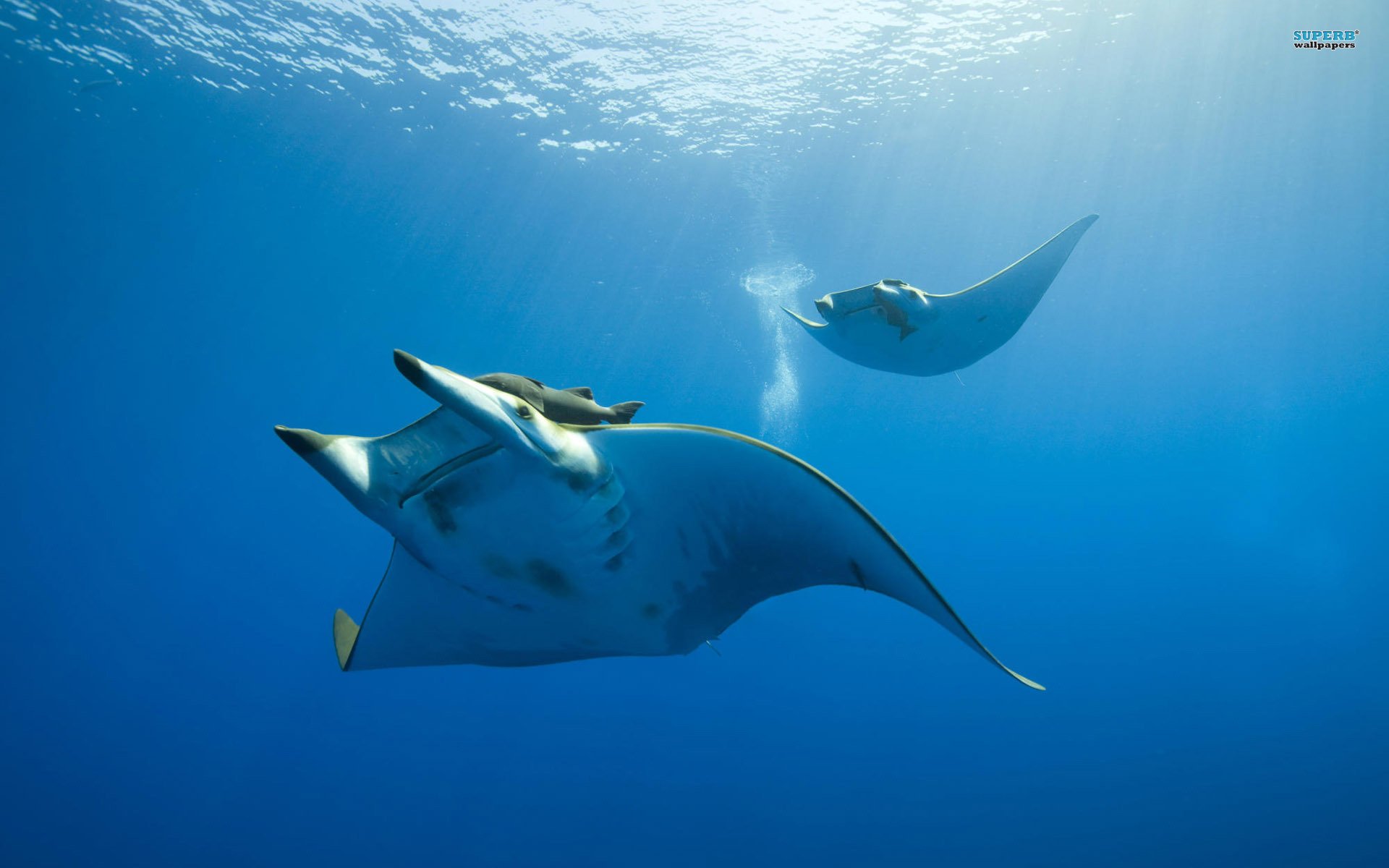 Manta Ray Majesty: Stunning HD Wallpaper