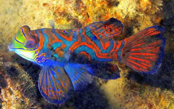 Download Fish Animal Mandarinfish Wallpaper