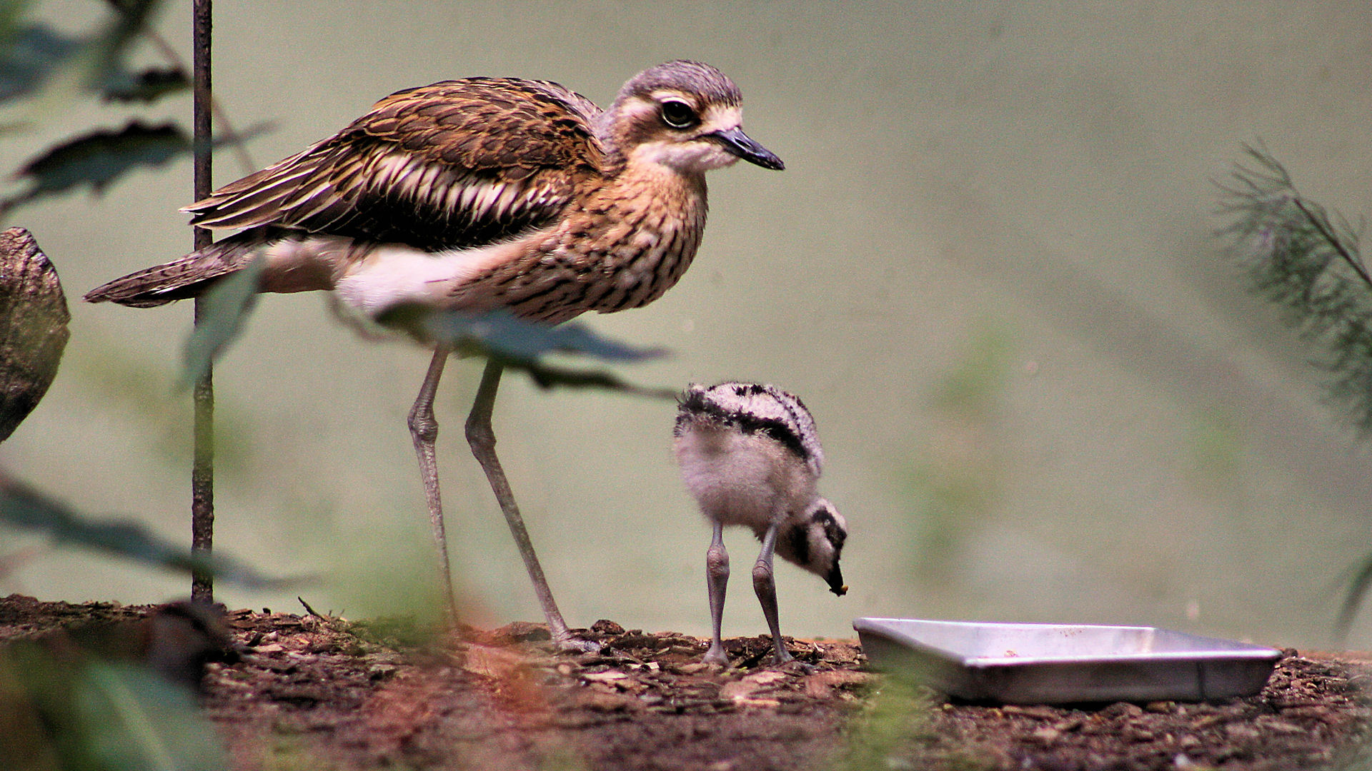 Download Curlew Animal Bush Stone-curlew Bush Stone-curlew Wallpaper