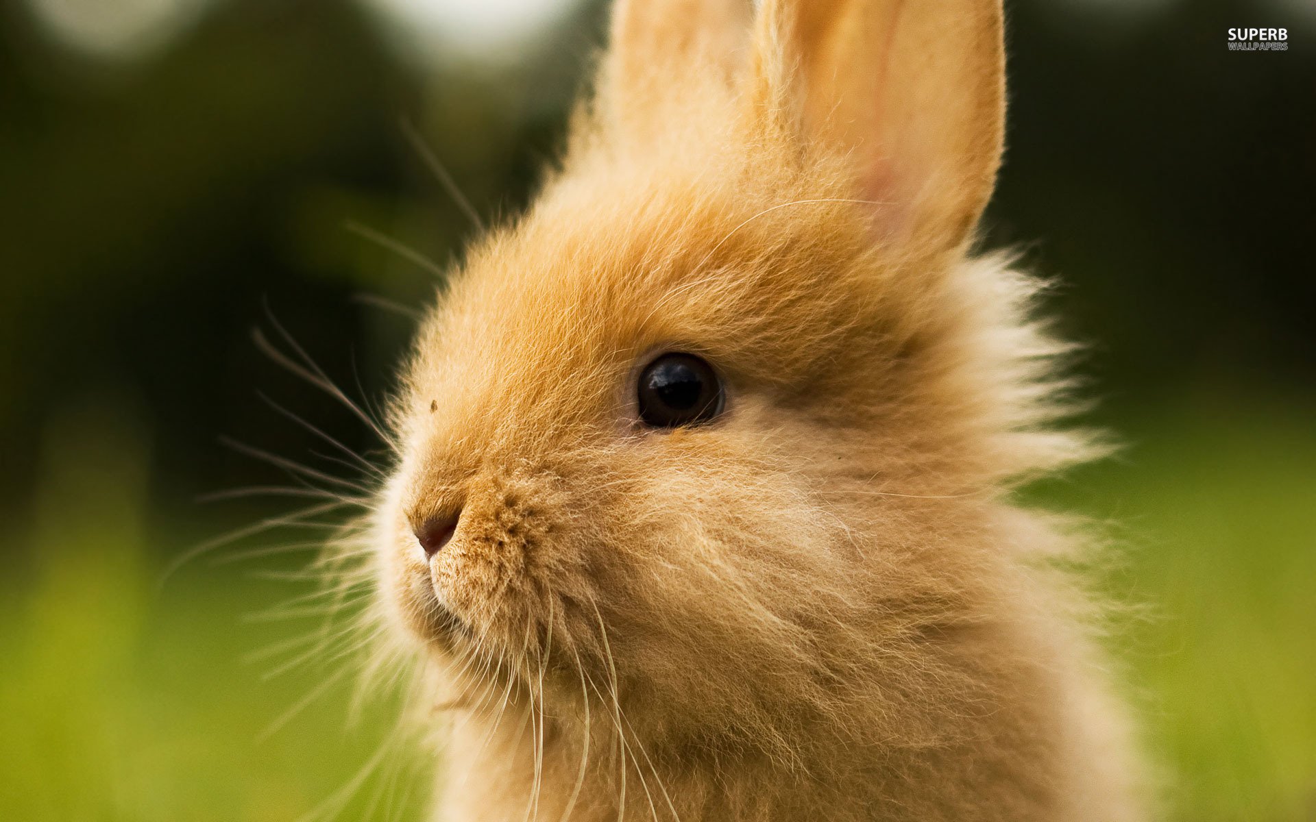 Download Animal Rabbit HD Wallpaper