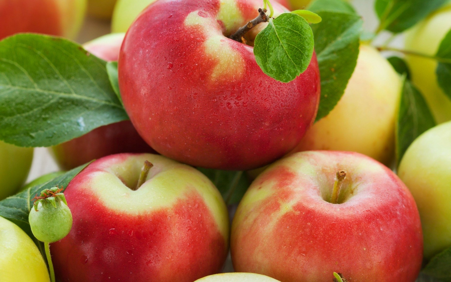 Vibrant HD Apple Harvest: Fresh and Juicy Delight