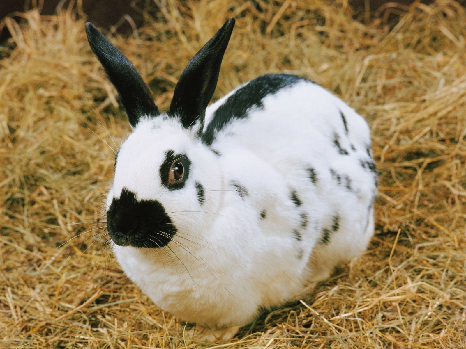 Animal Rabbit Wallpaper