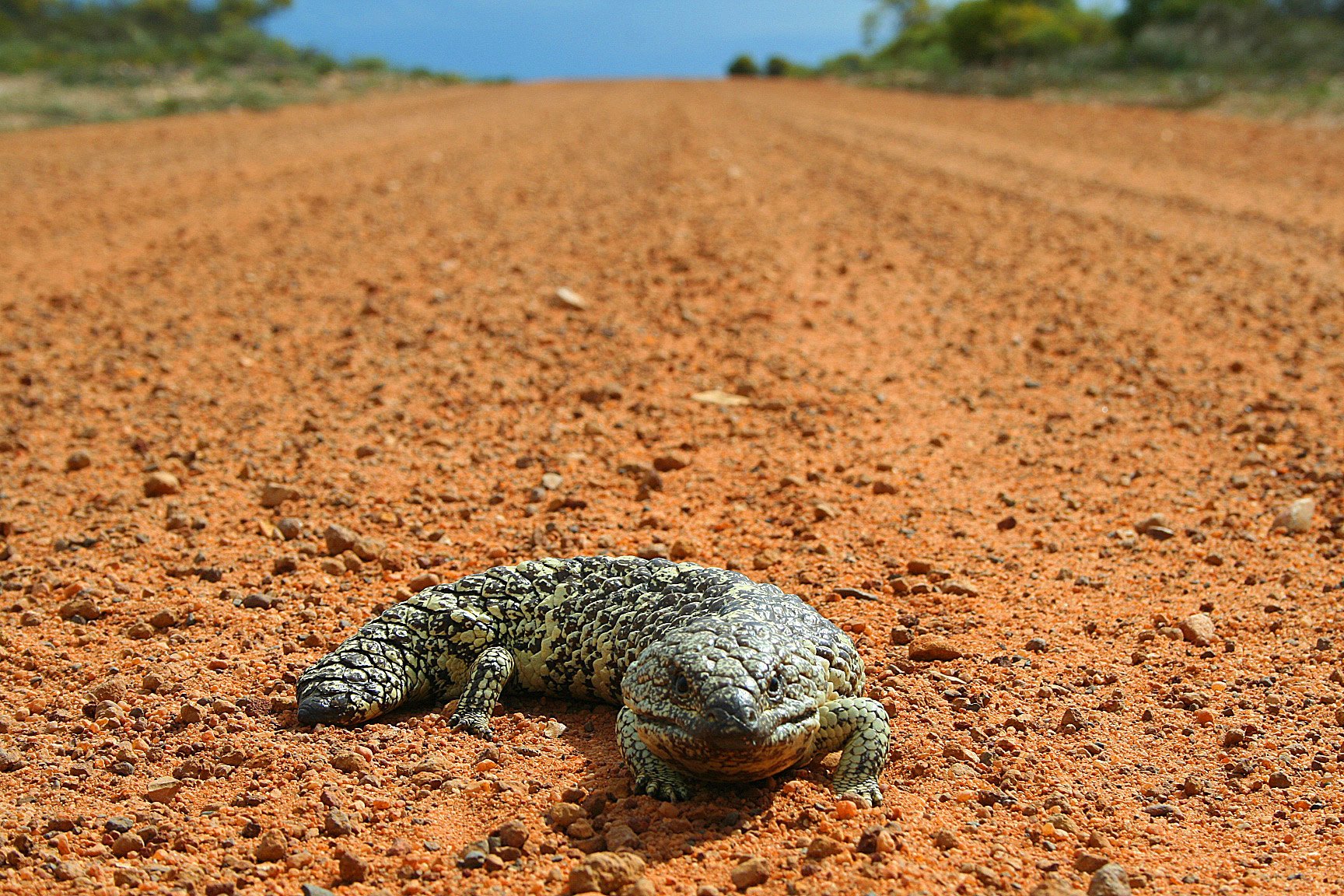 Download Lizard Animal Shingleback Wallpaper
