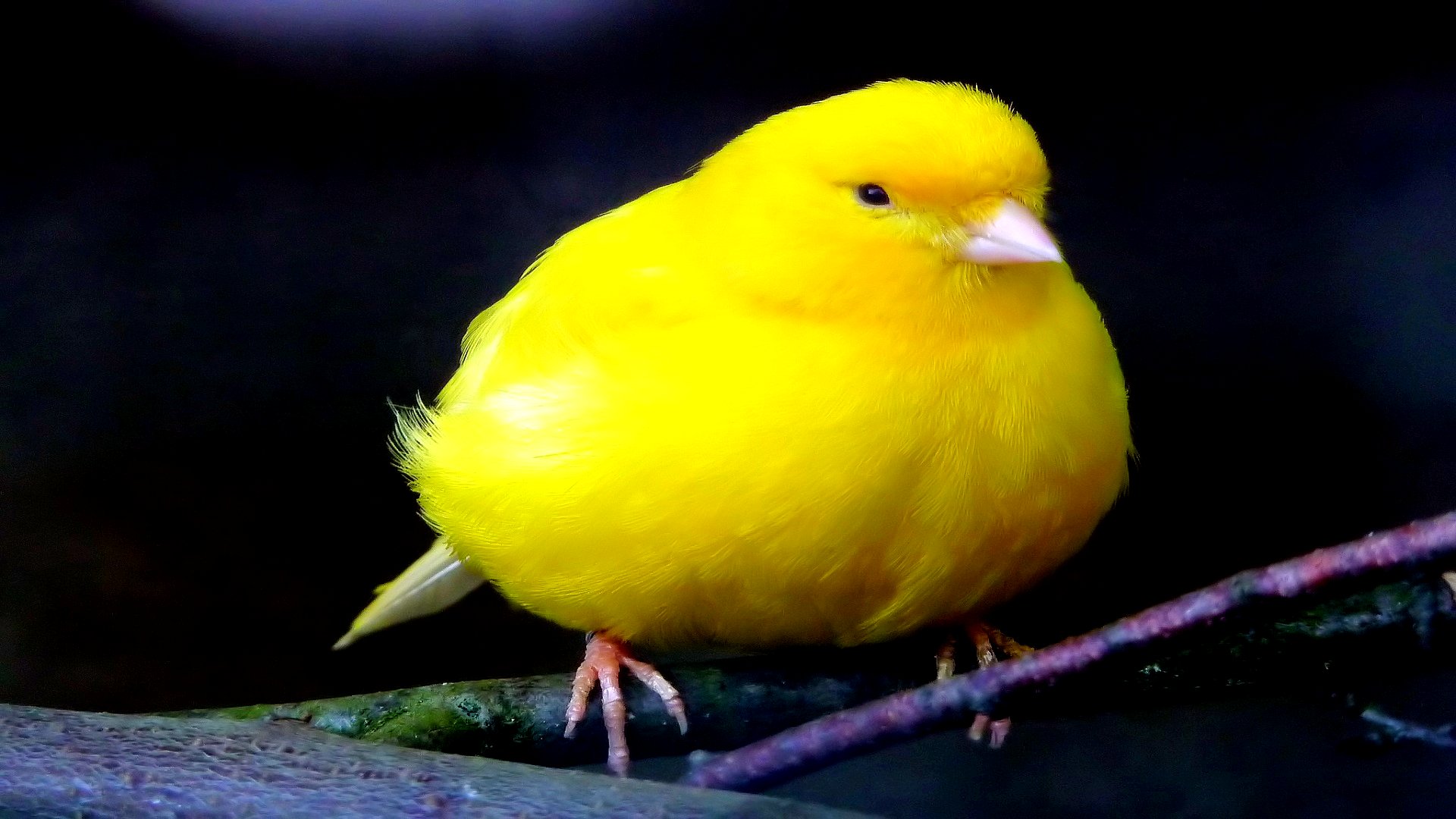 Download Animal Bird HD Wallpaper