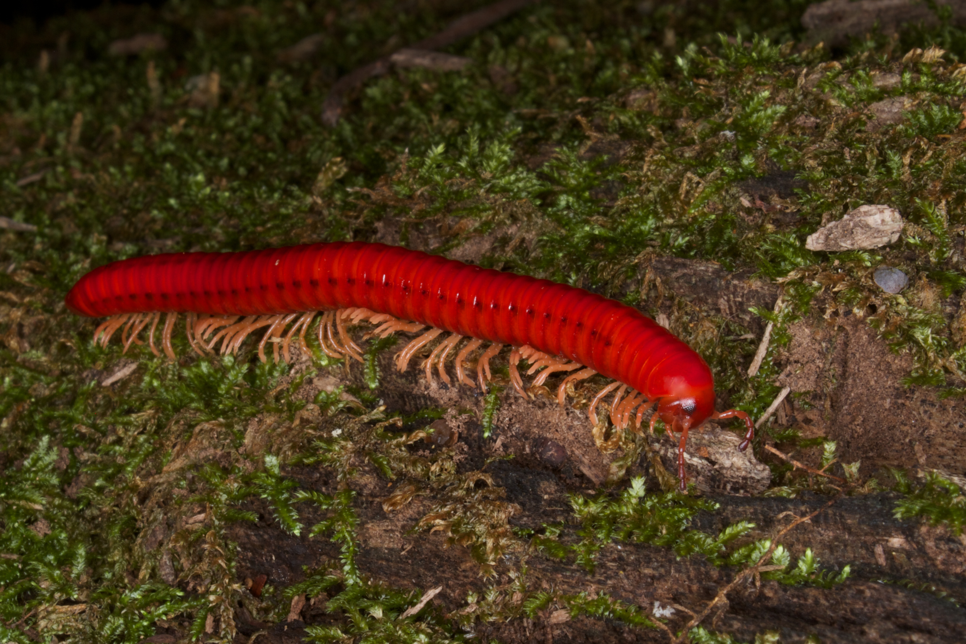 Download Animal Millipede 4k Ultra HD Wallpaper