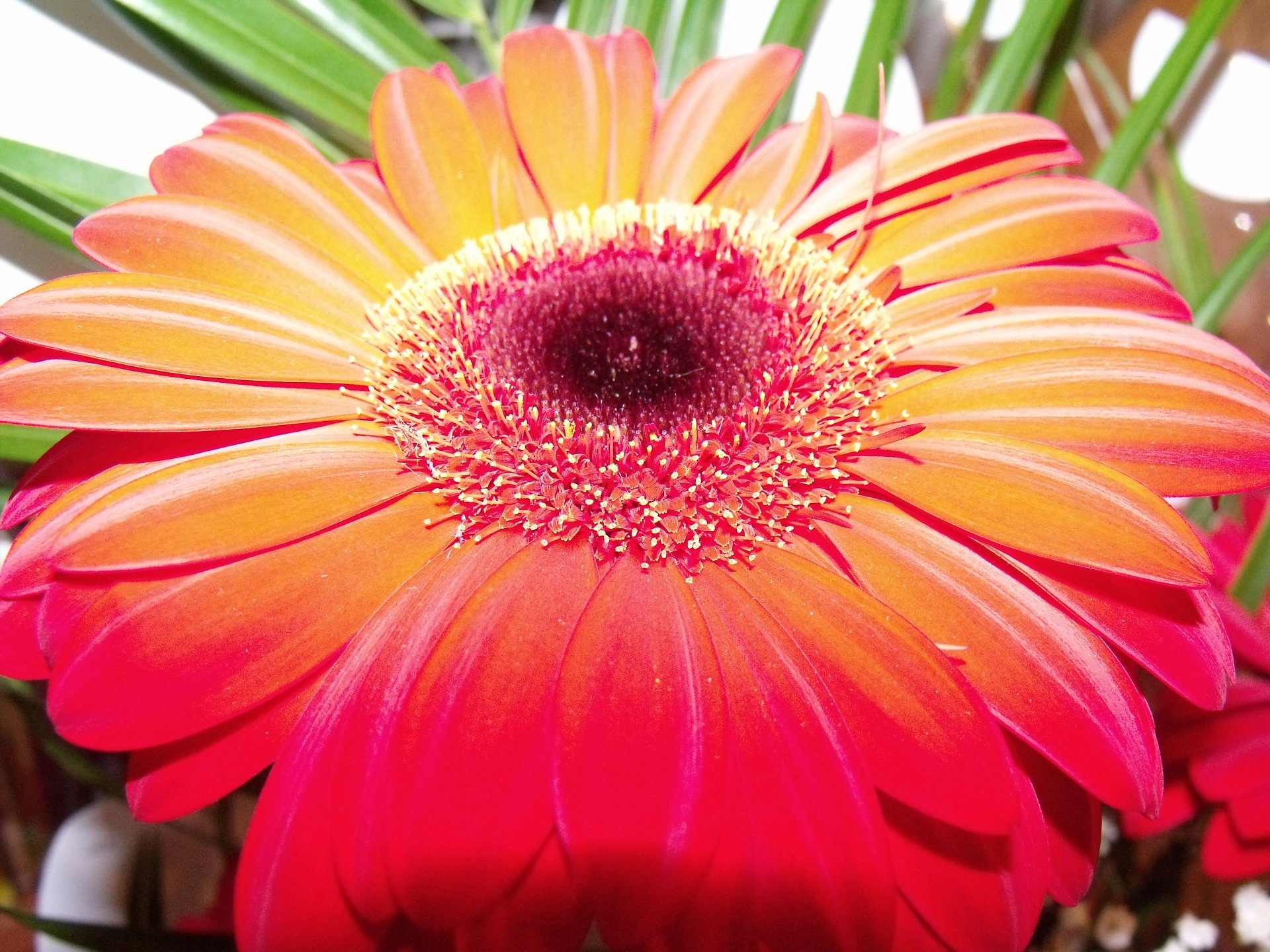 Vibrant Gerbera Bloom HD – Nature’s Radiant Beauty Wallpaper