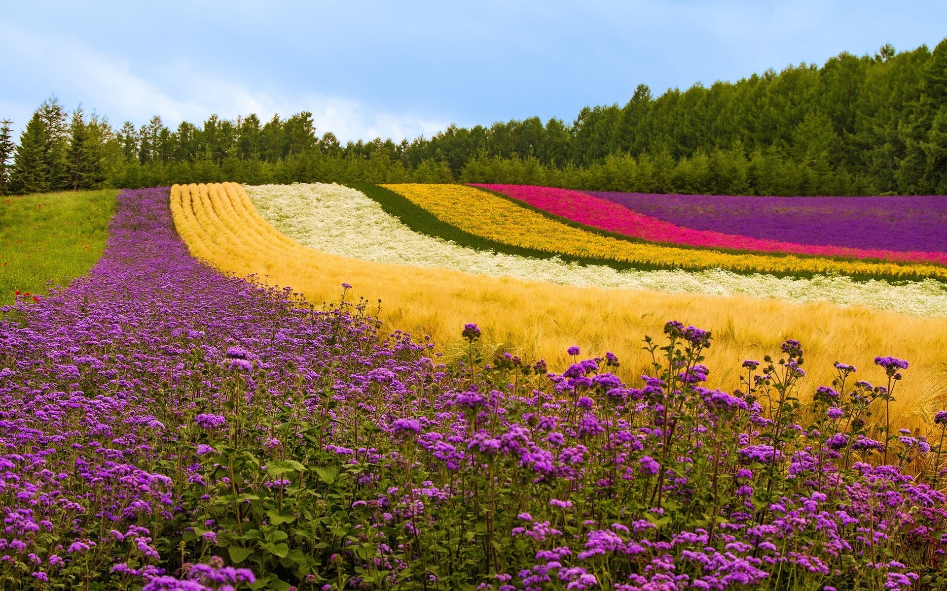 Vibrant Flower Fields: A Stunning HD Wallpaper