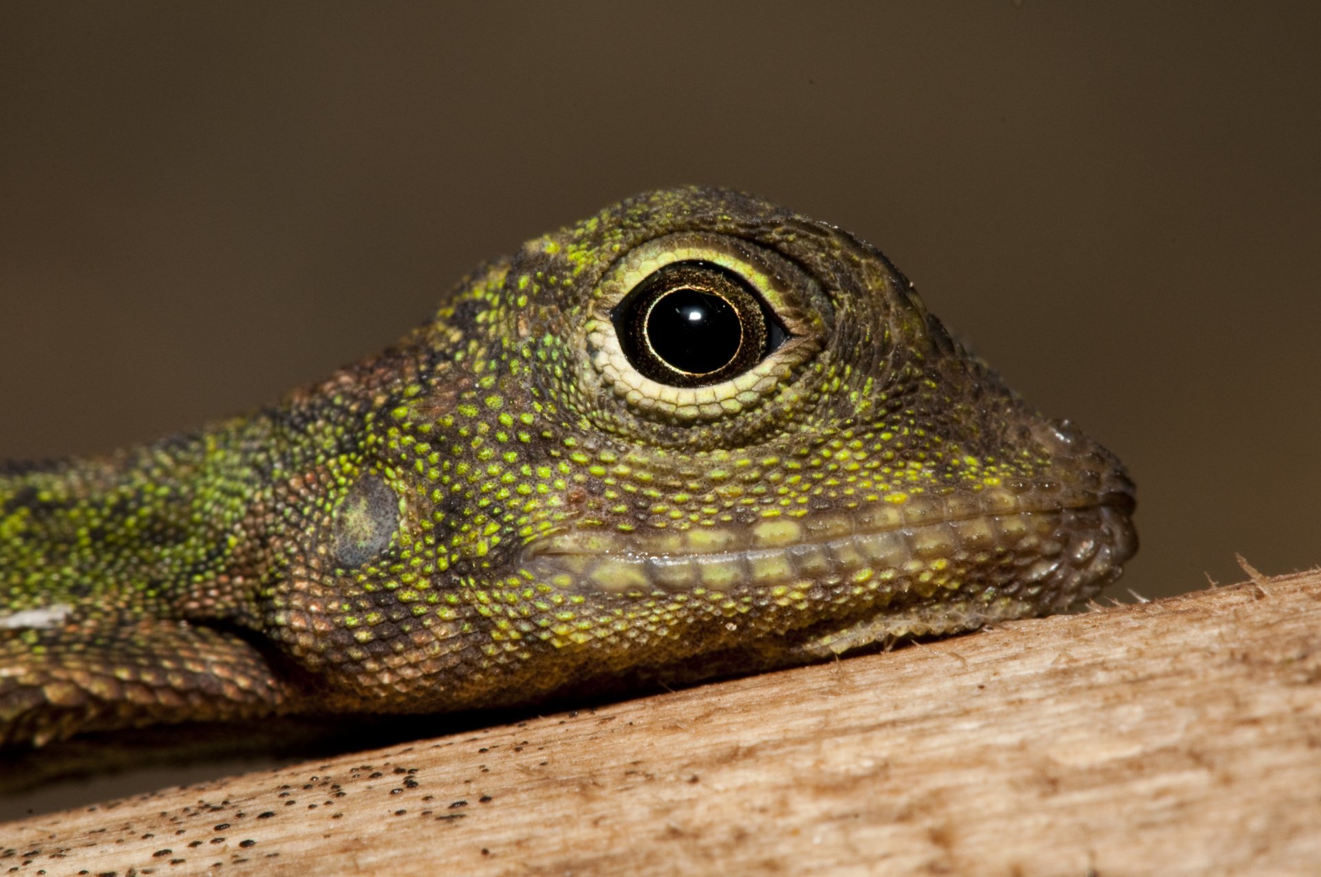 Download Animal Lizard 4k Ultra HD Wallpaper