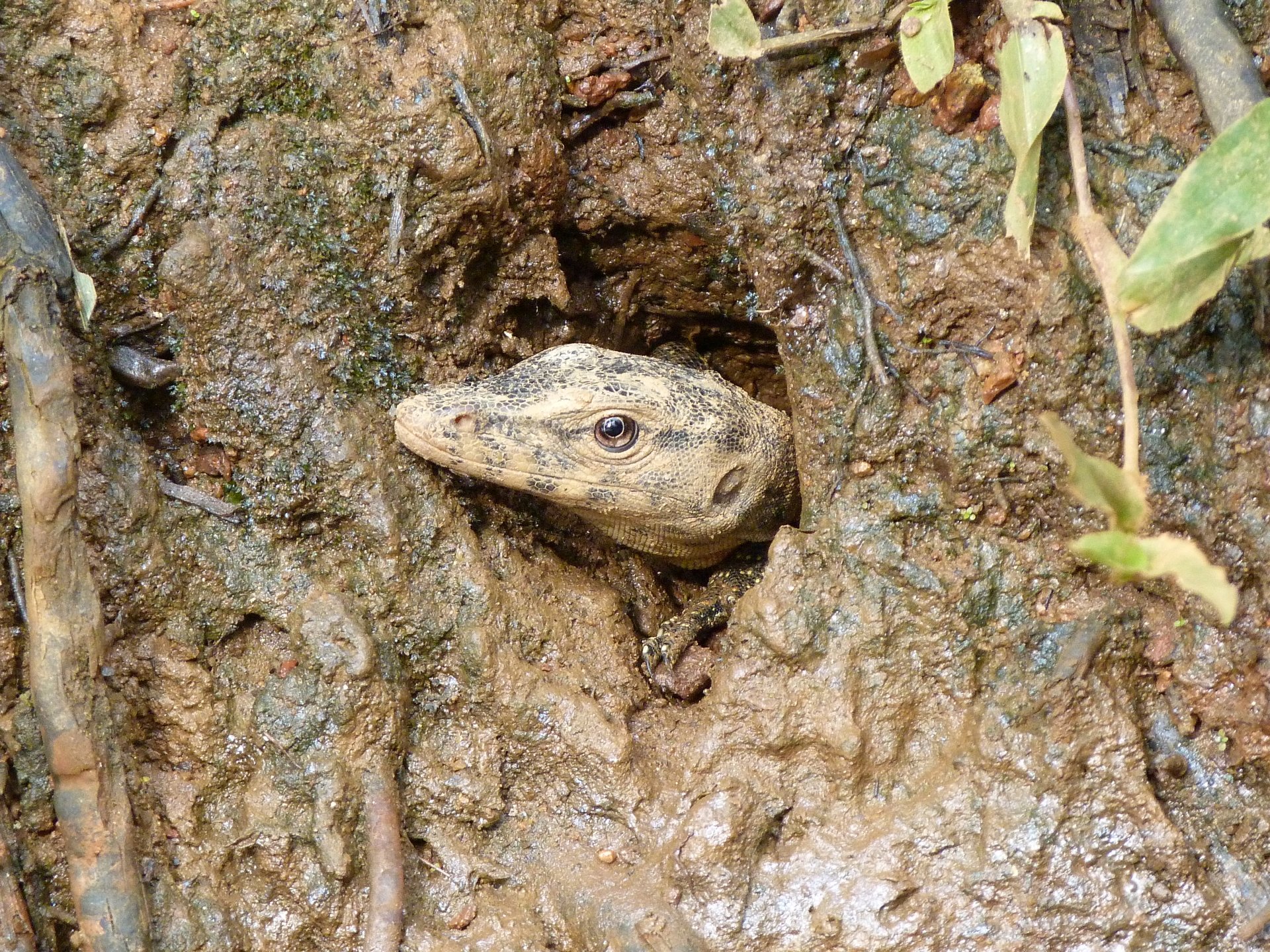 Download Animal Monitor Lizard 4k Ultra HD Wallpaper