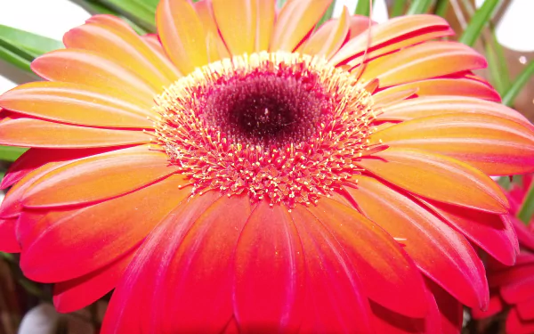 [280+] Gerbera Wallpapers