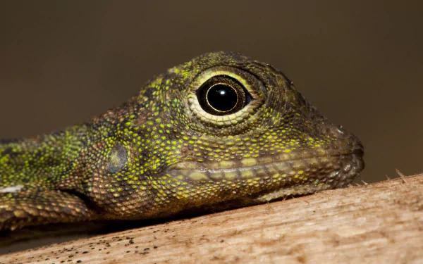 [110+] Lizard 4k Wallpapers