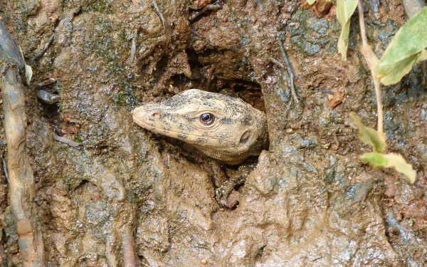 Monitor Lizard 4k Wallpapers