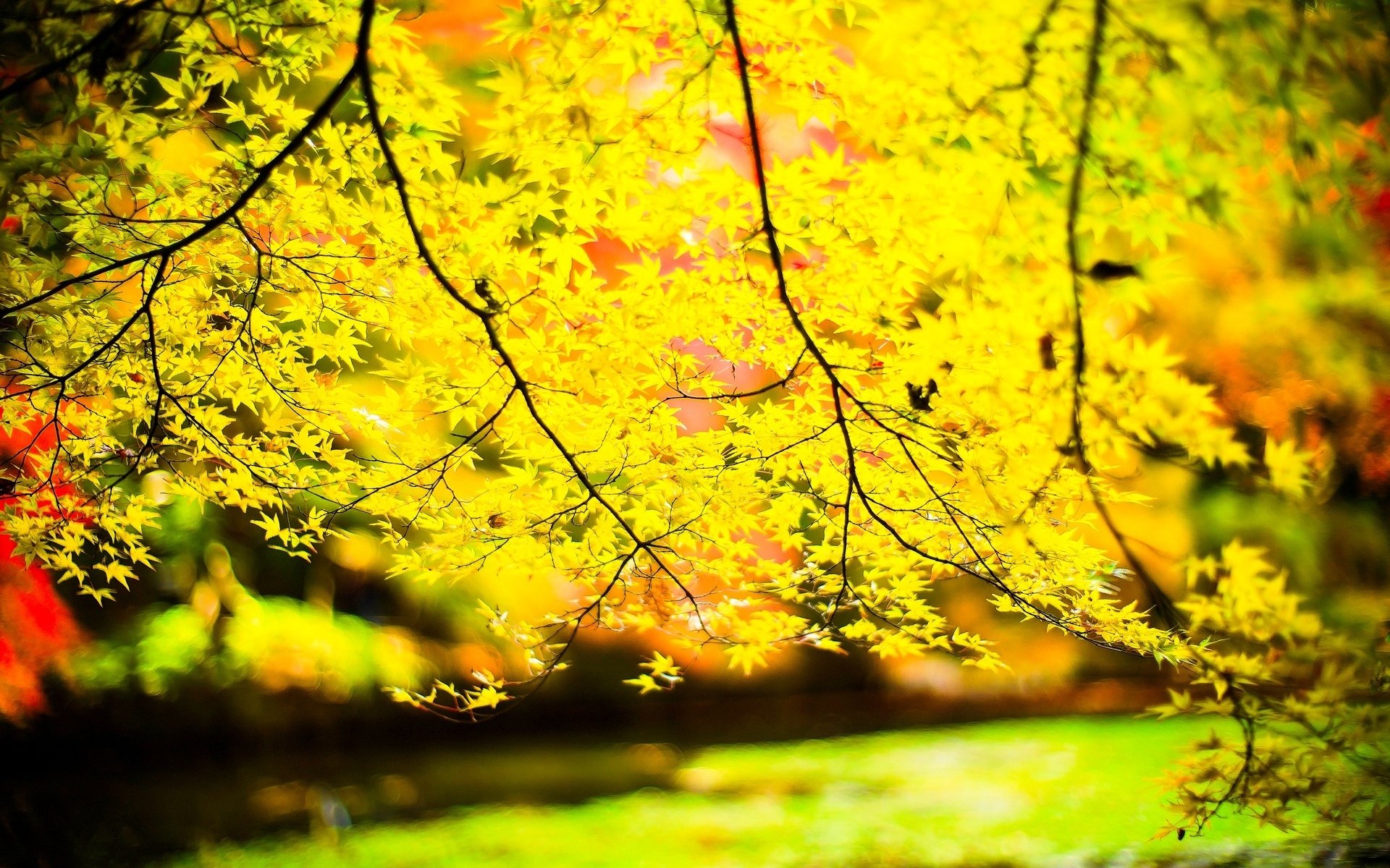 Yellow Autumn Desktop Wallpaper 100+] Yellow Aesthetic Desktop