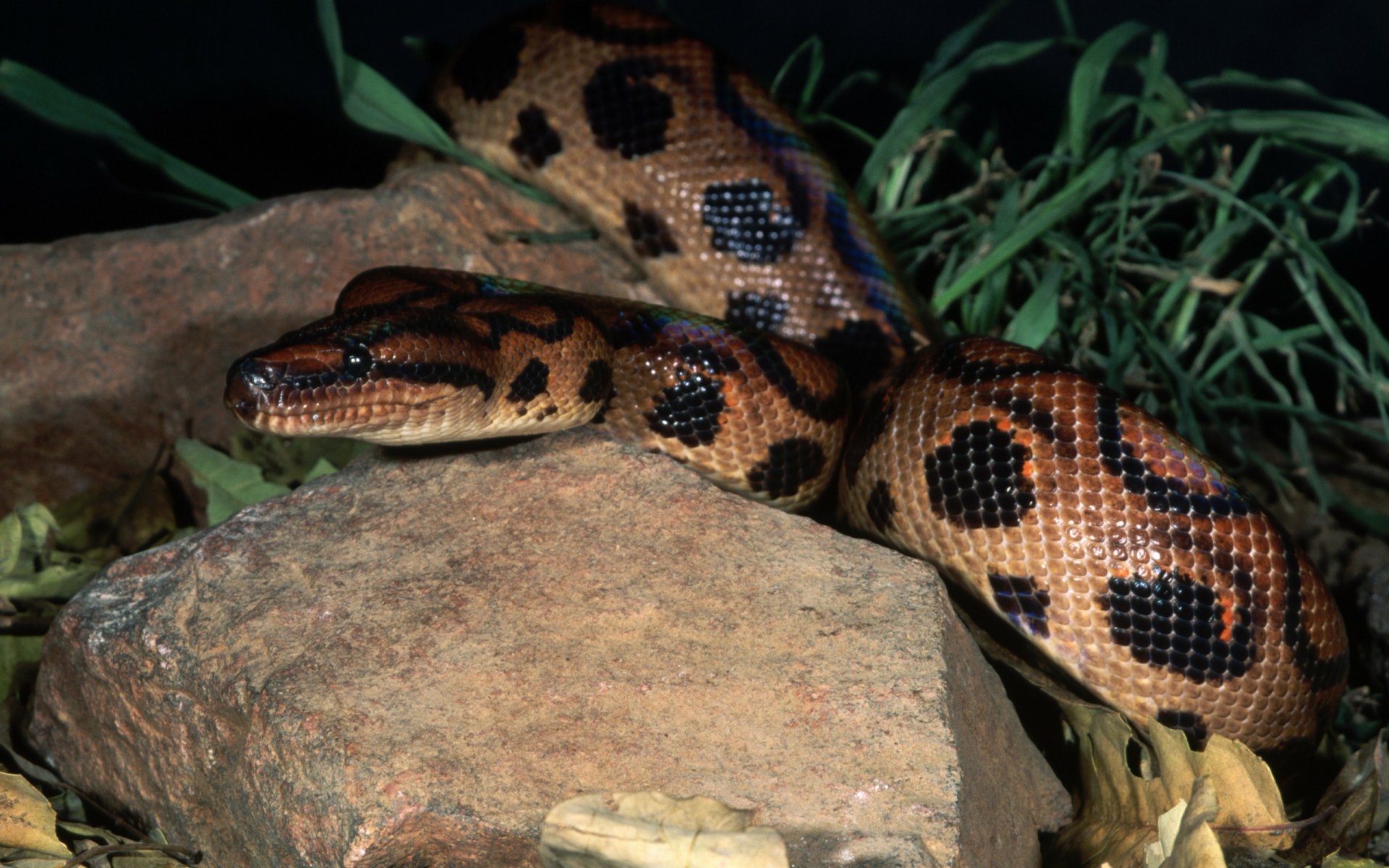 Download Boa Animal Snake HD Wallpaper