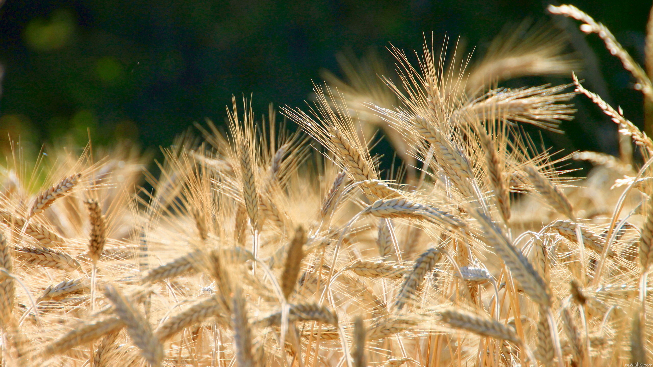 Download Nature Wheat HD Wallpaper