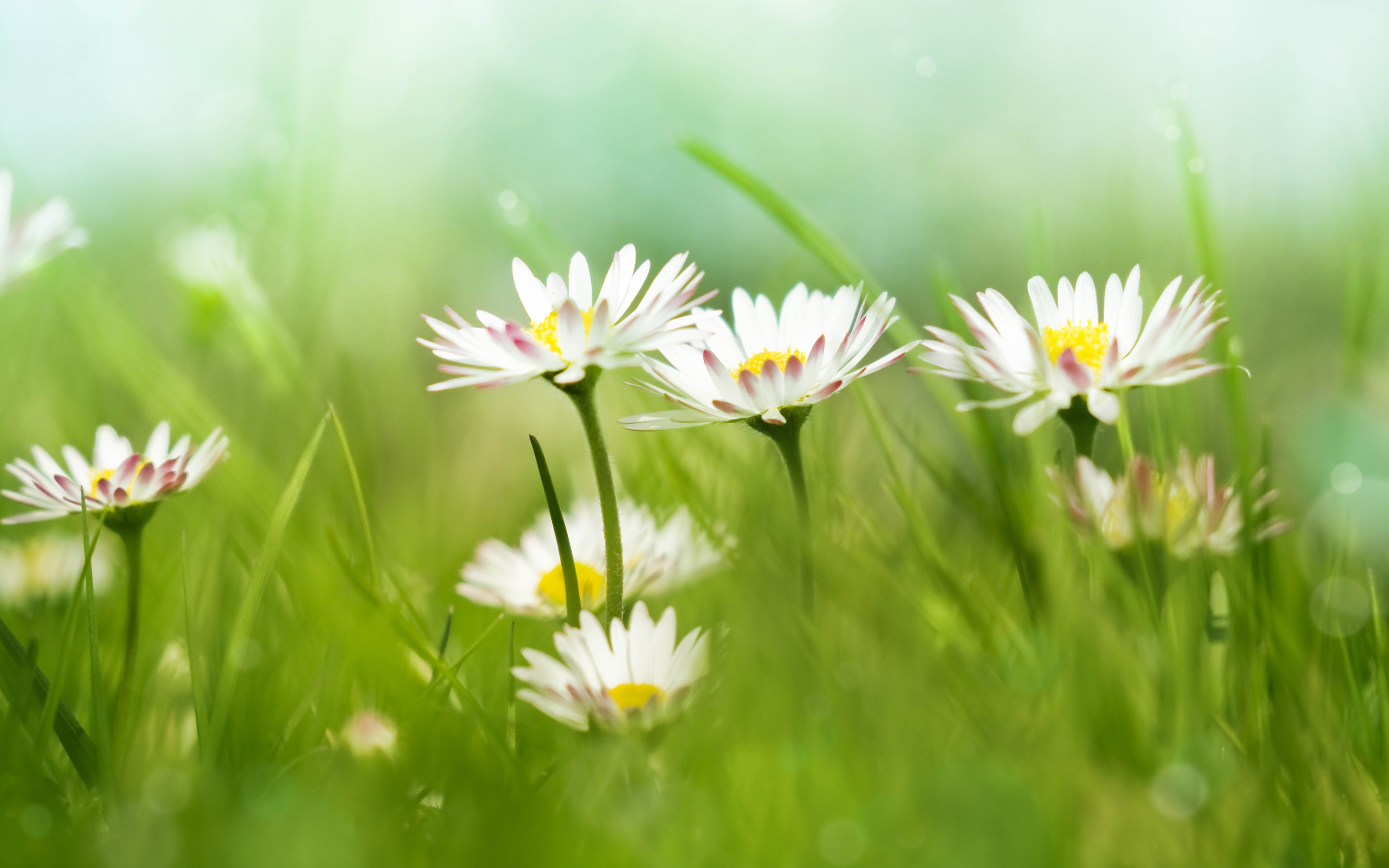 Daisy HD Wallpaper