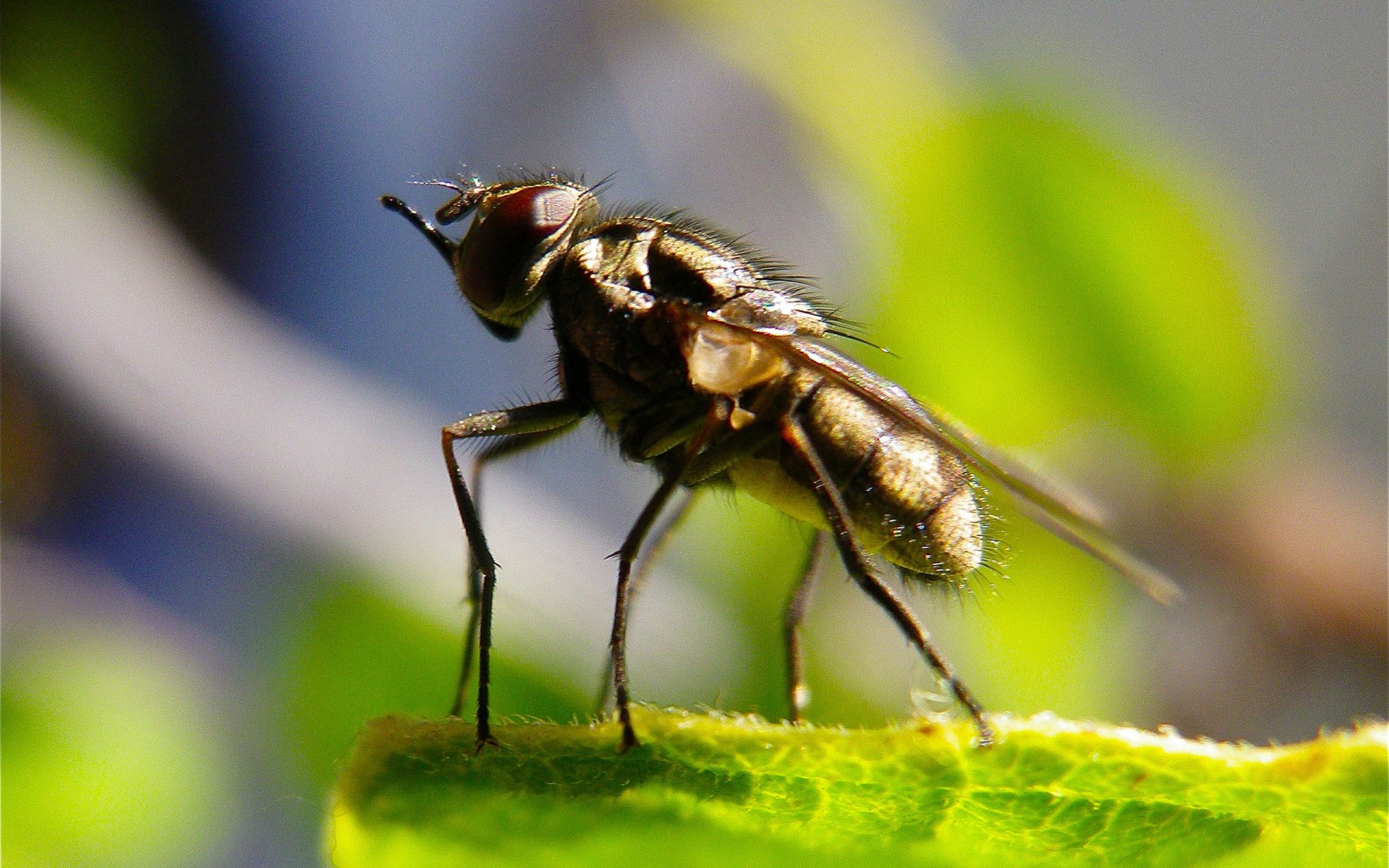 Download Close-up Nature Animal Fly HD Wallpaper