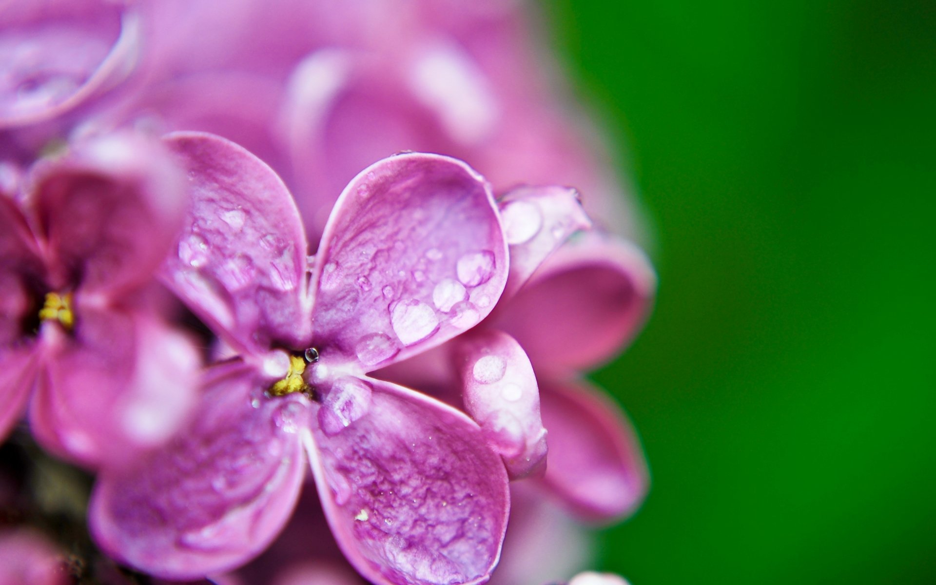 HD Lilac Bloom: Nature’s Dew-Kissed Beauty | 2880x1800 | Wallpaper Abyss