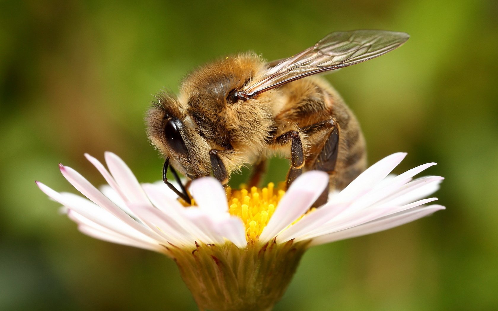 Download Animal Bee Wallpaper