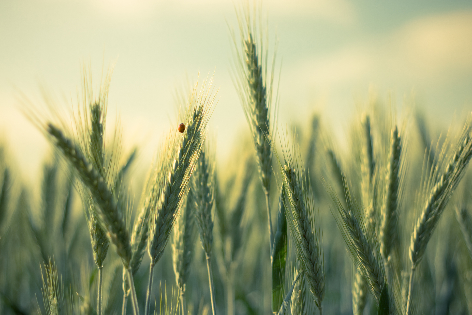 Download Nature Wheat HD Wallpaper
