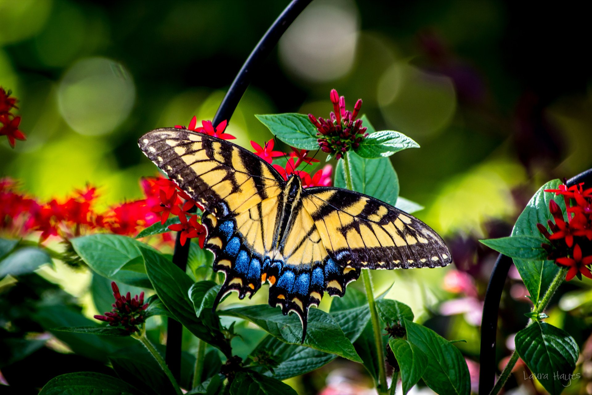 Stunning Butterfly HD Wallpaper: A Splash of Nature