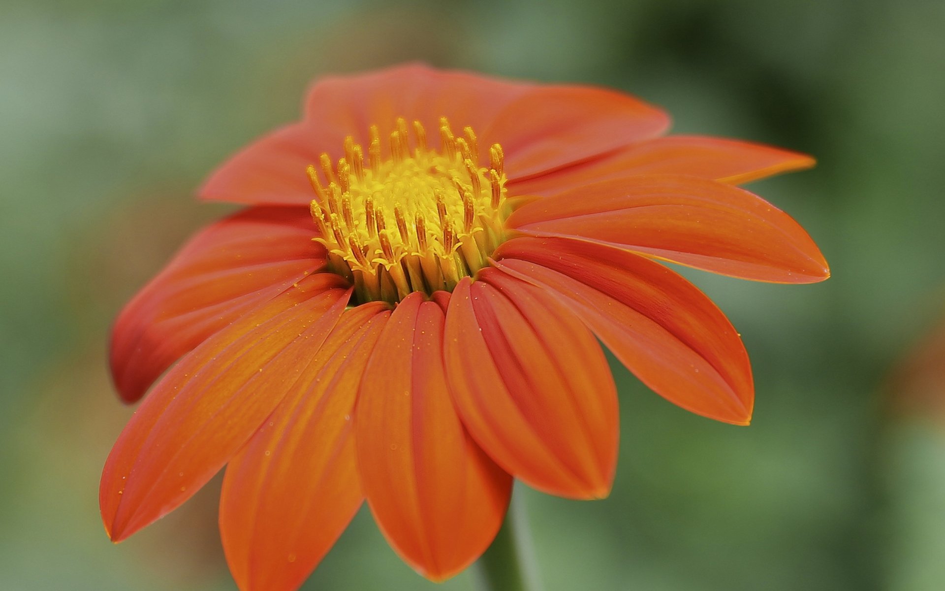 Download Nature Flower HD Wallpaper | 2560x1600 | Wallpaper Abyss