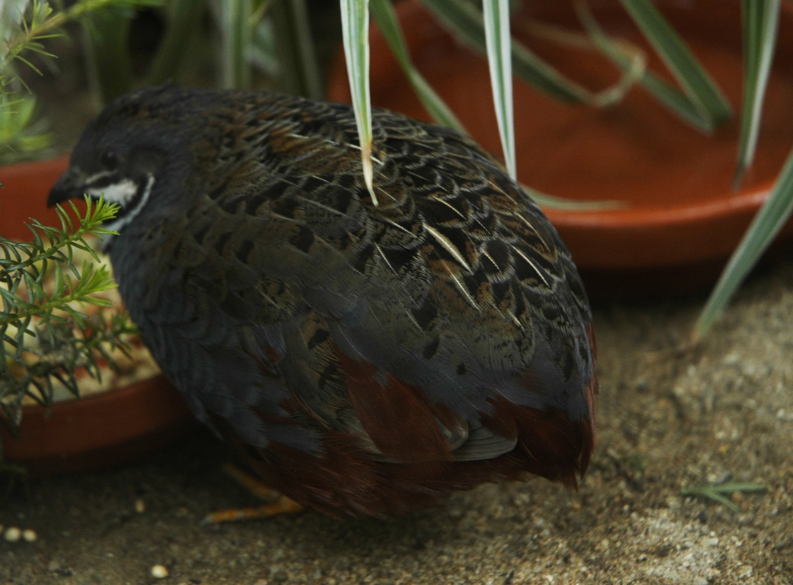 Download Bird Animal Quail Wallpaper