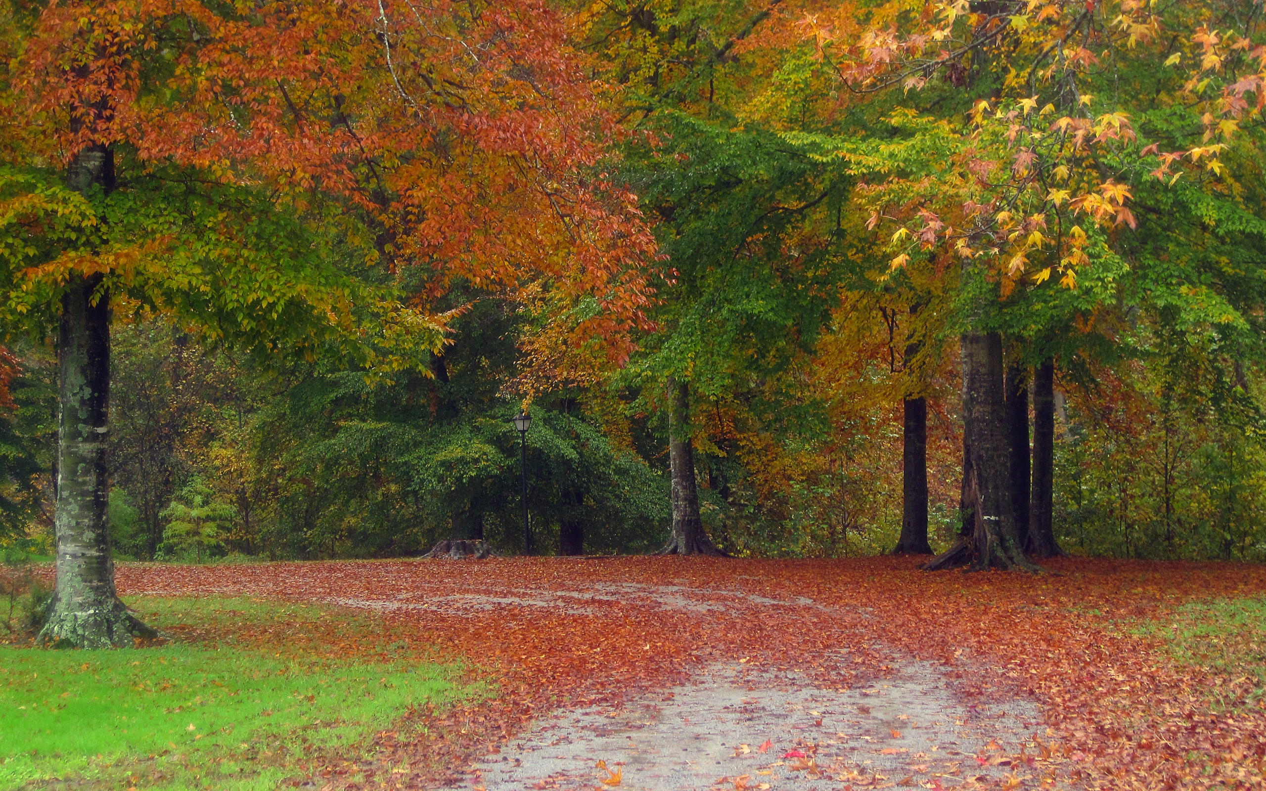 Serene Fall Pathway: HD Nature Wallpaper