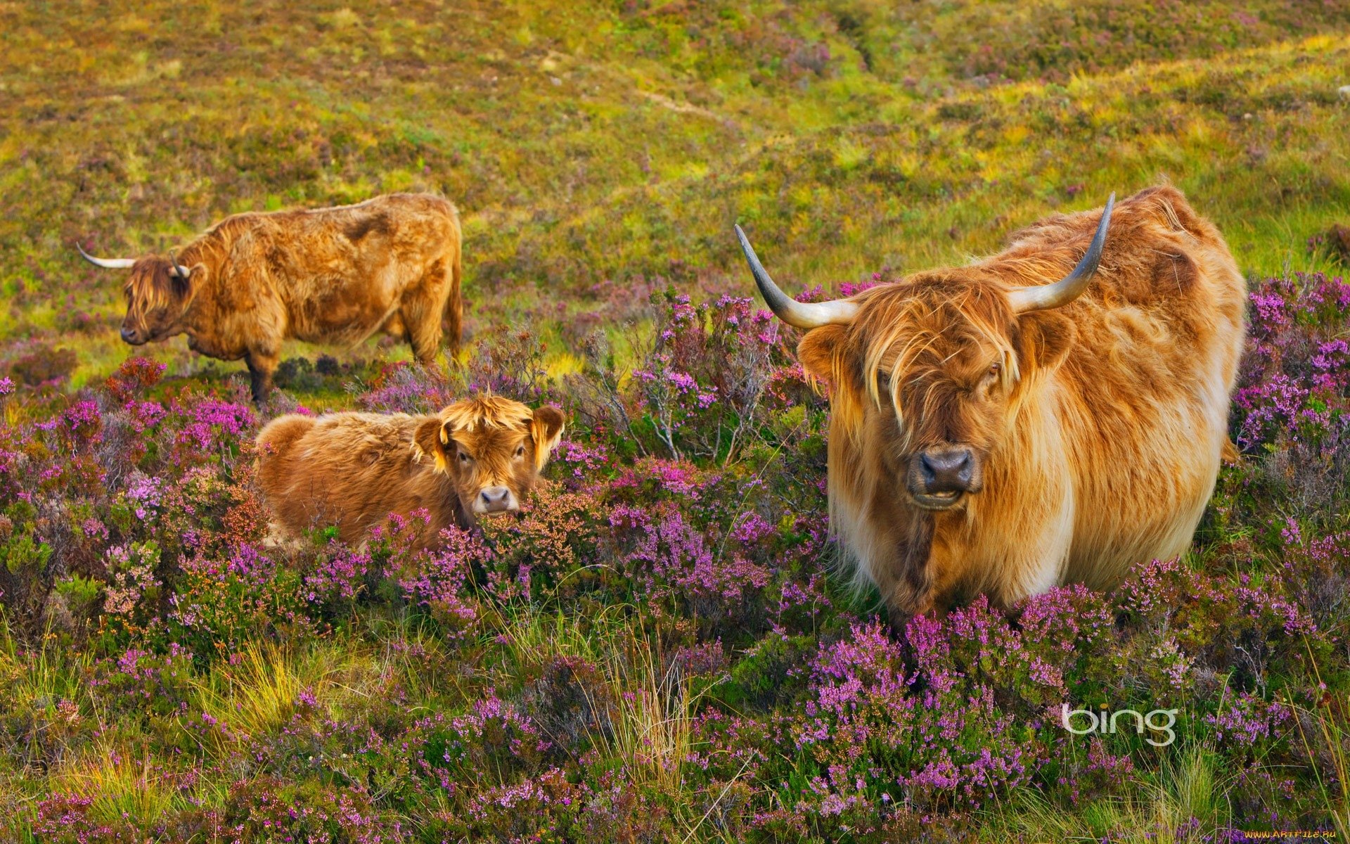 Majestic Highland Cows Grazing in Vibrant Meadow - HD Animal Wallpaper ...
