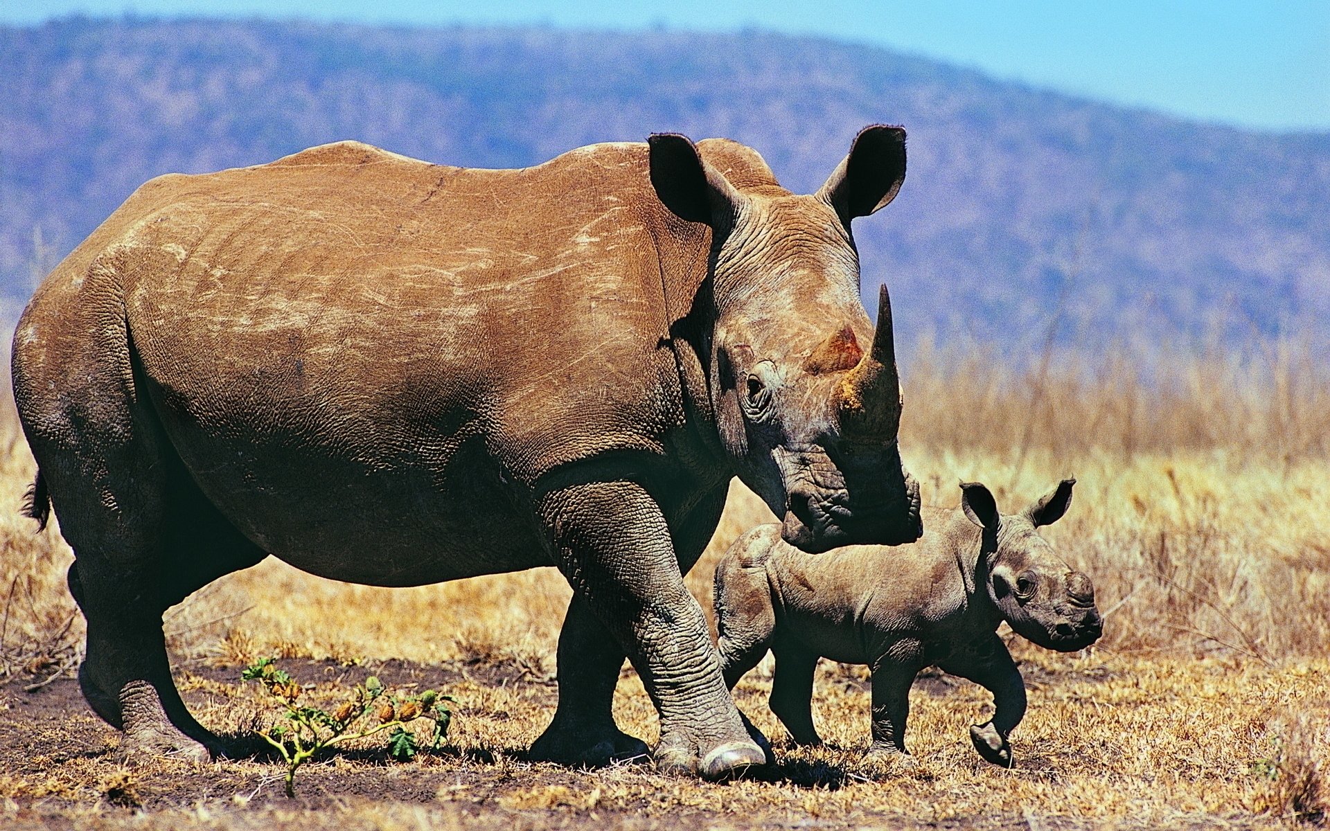 Majestic Rhino Duo: Stunning HD Wildlife Wallpaper | 1920x1200 ...