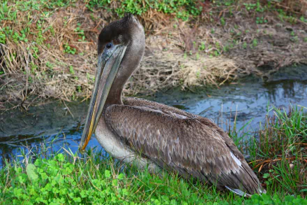 Pelican - Desktop Wallpapers, Phone Wallpaper, PFP, Gifs, and More!