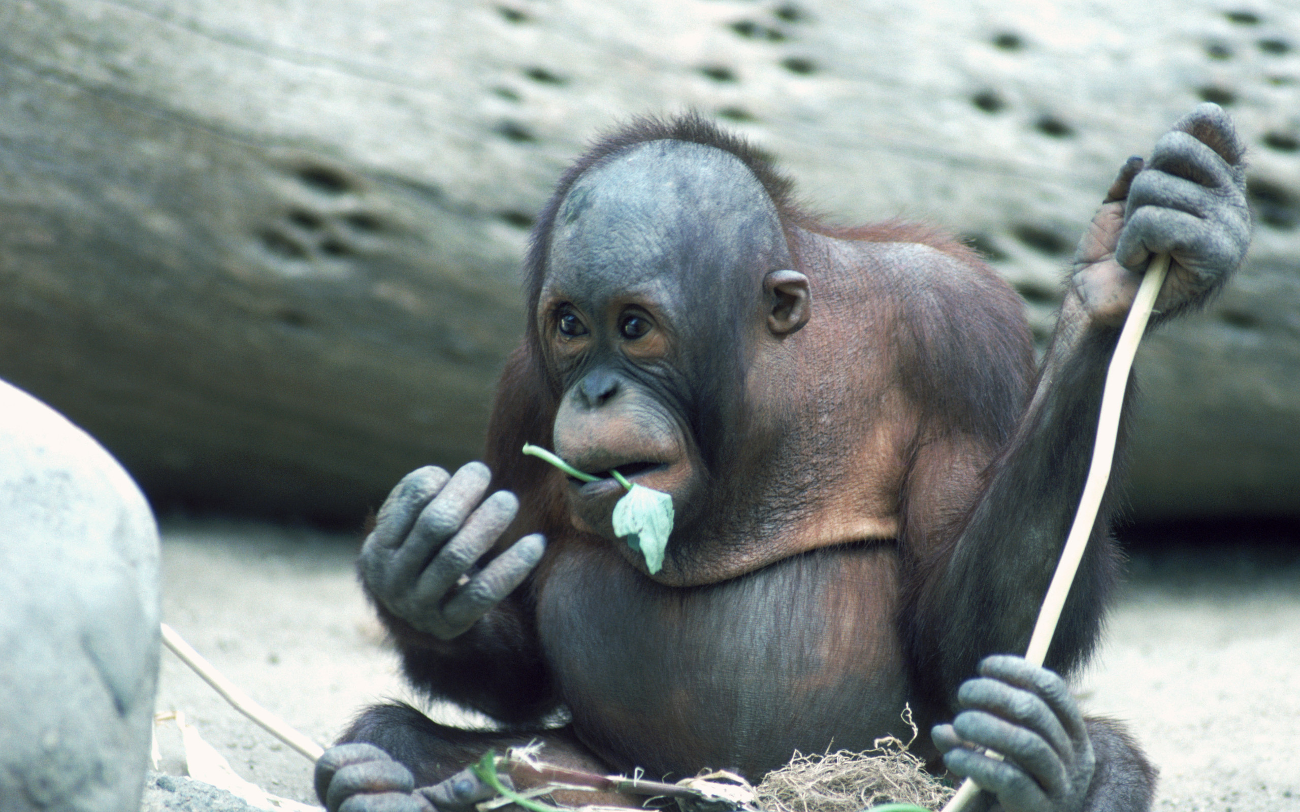 Download Animal Orangutan HD Wallpaper