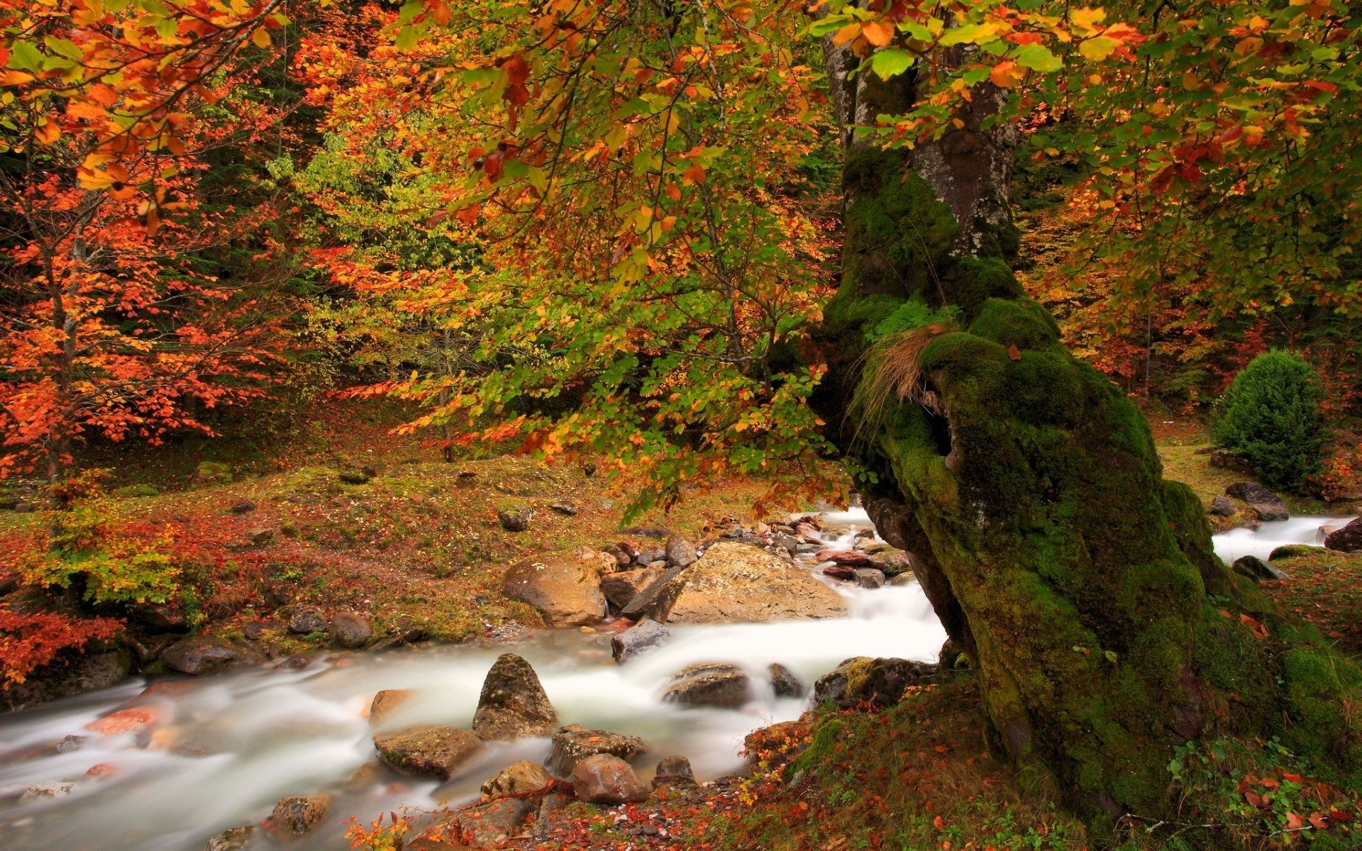 Tranquil Fall: An HD Wallpaper of Nature's Vibrant Colors | 1920x1200 ...