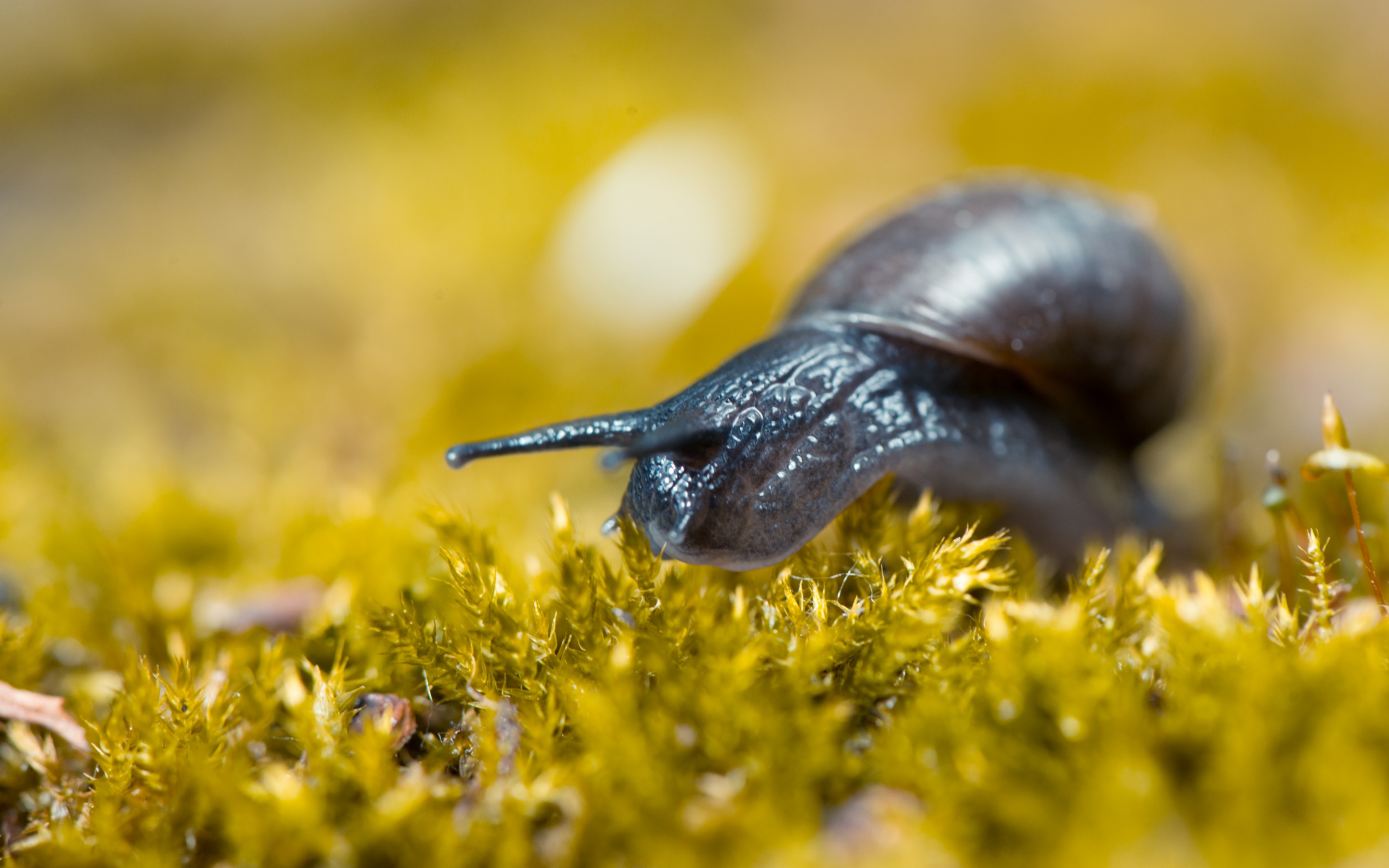 Download Animal Snail HD Wallpaper