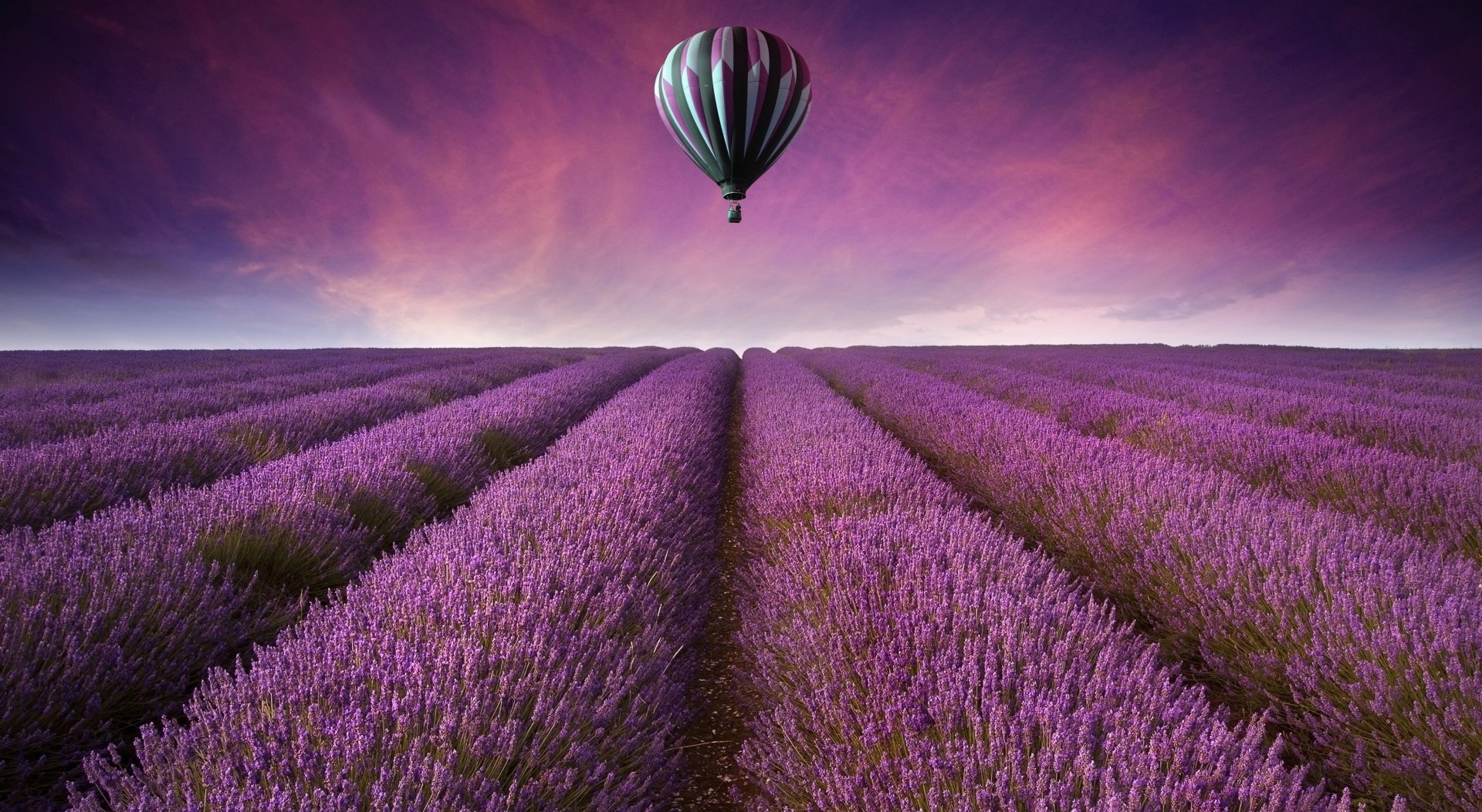 Lavender Fields: A Serene HD Wallpaper Experience