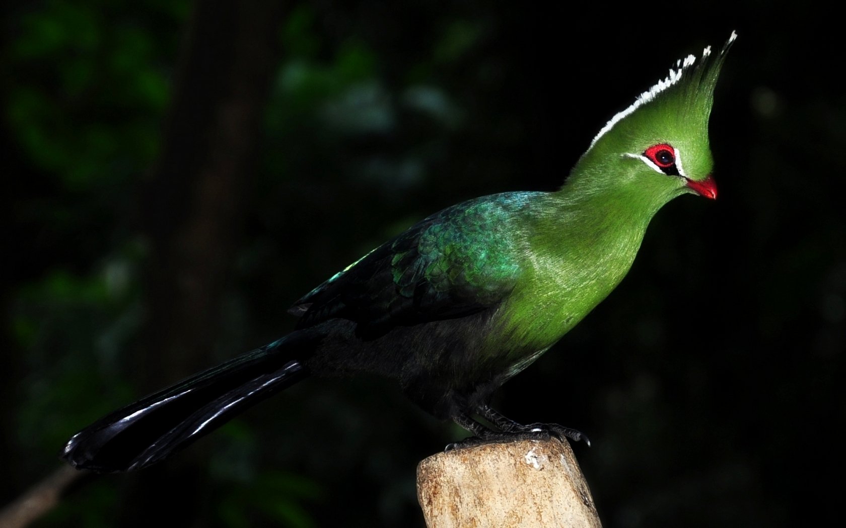 Majestic Turaco Bird HD Wallpaper: Vibrant Wildlife in Stunning Detail