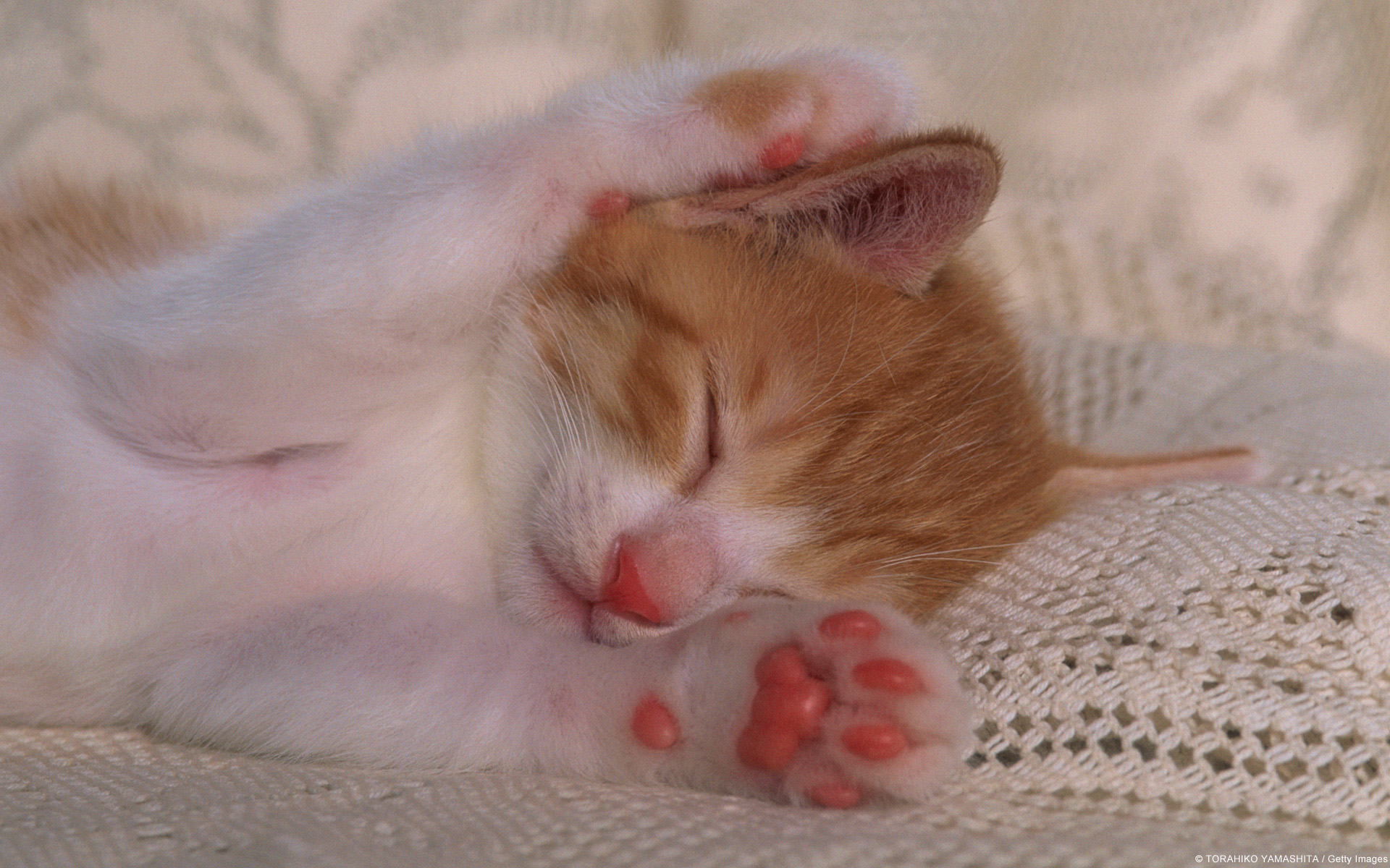Gato Papel De Parede Hd Plano De Fundo 1920x1200