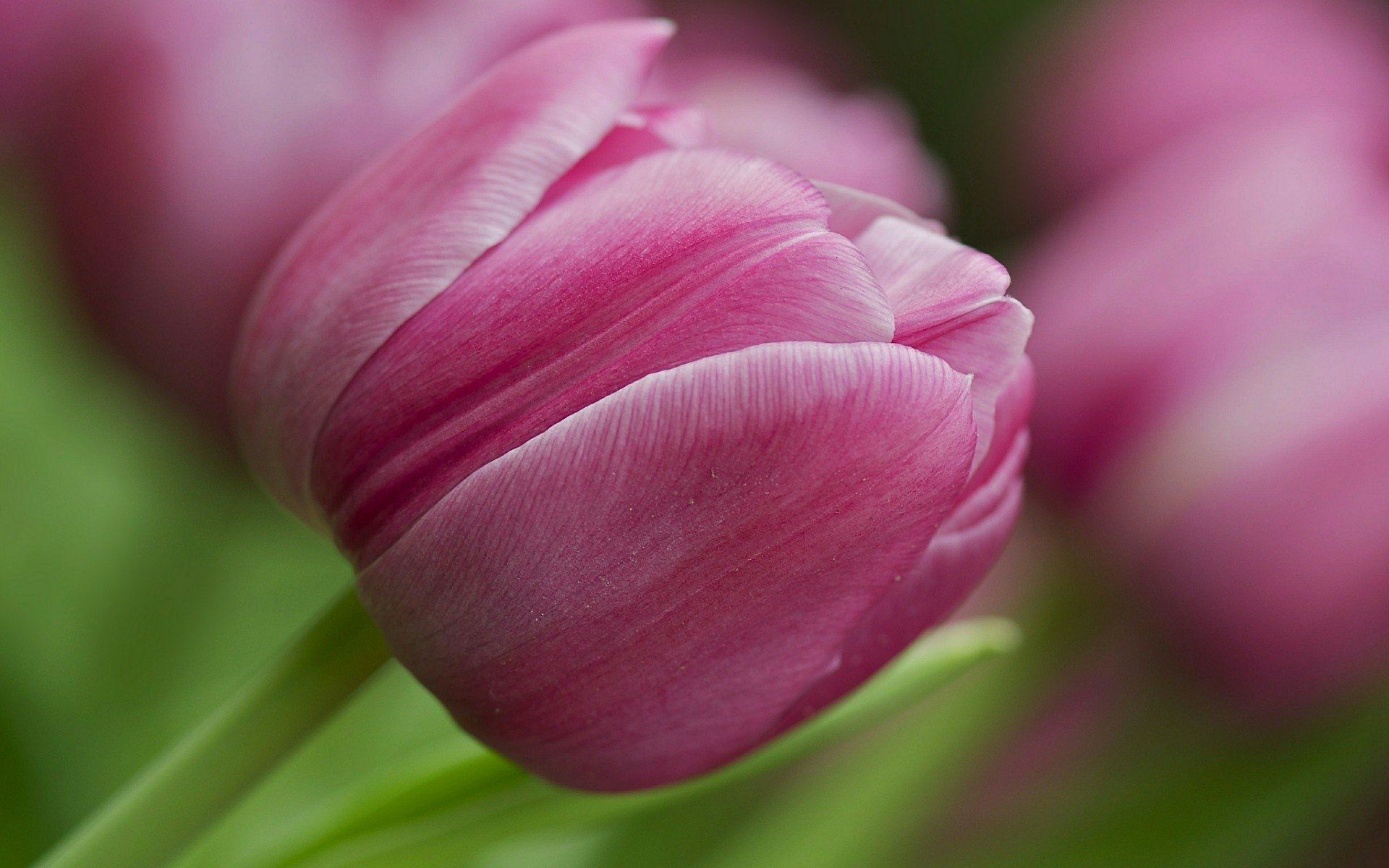 Download Nature Tulip HD Wallpaper | 1920x1200 | Wallpaper Abyss