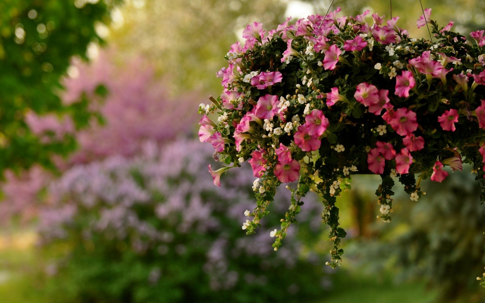 Download Nature Flower HD Wallpaper