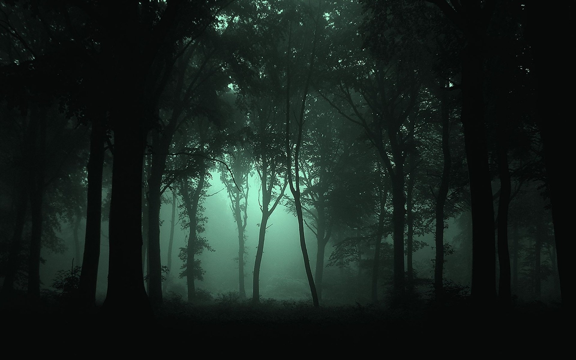 Download Nature Forest HD Wallpaper | 1920x1200 | Wallpaper Abyss