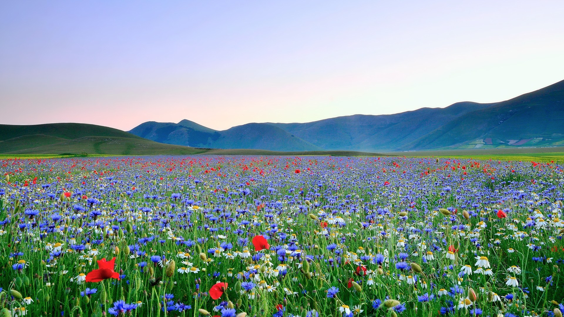 Serene Wildflower Fields HD Wallpaper: Nature's Vibrant Canvas