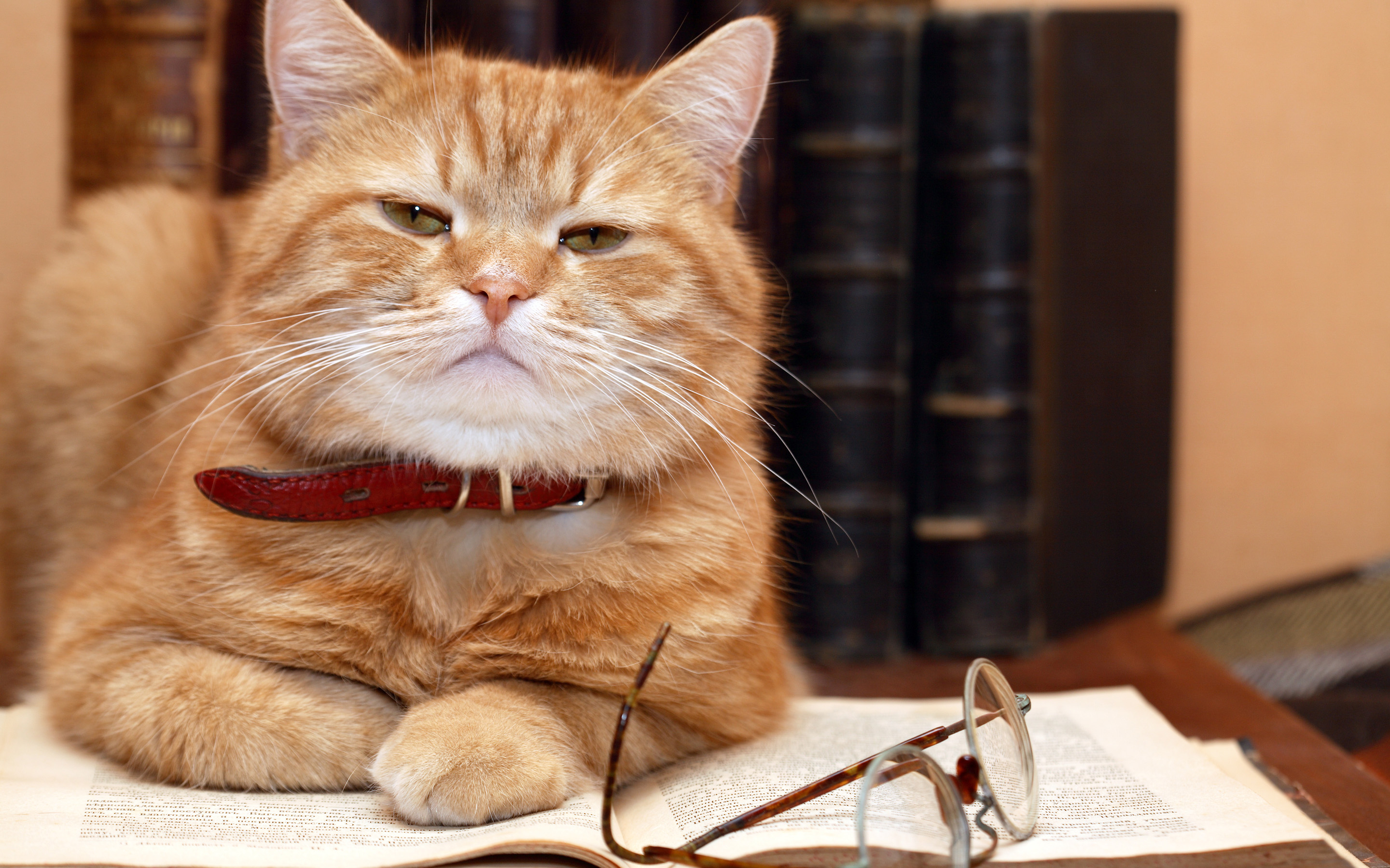 Charming Cat HD Wallpaper: A Purrfect Literary Companion