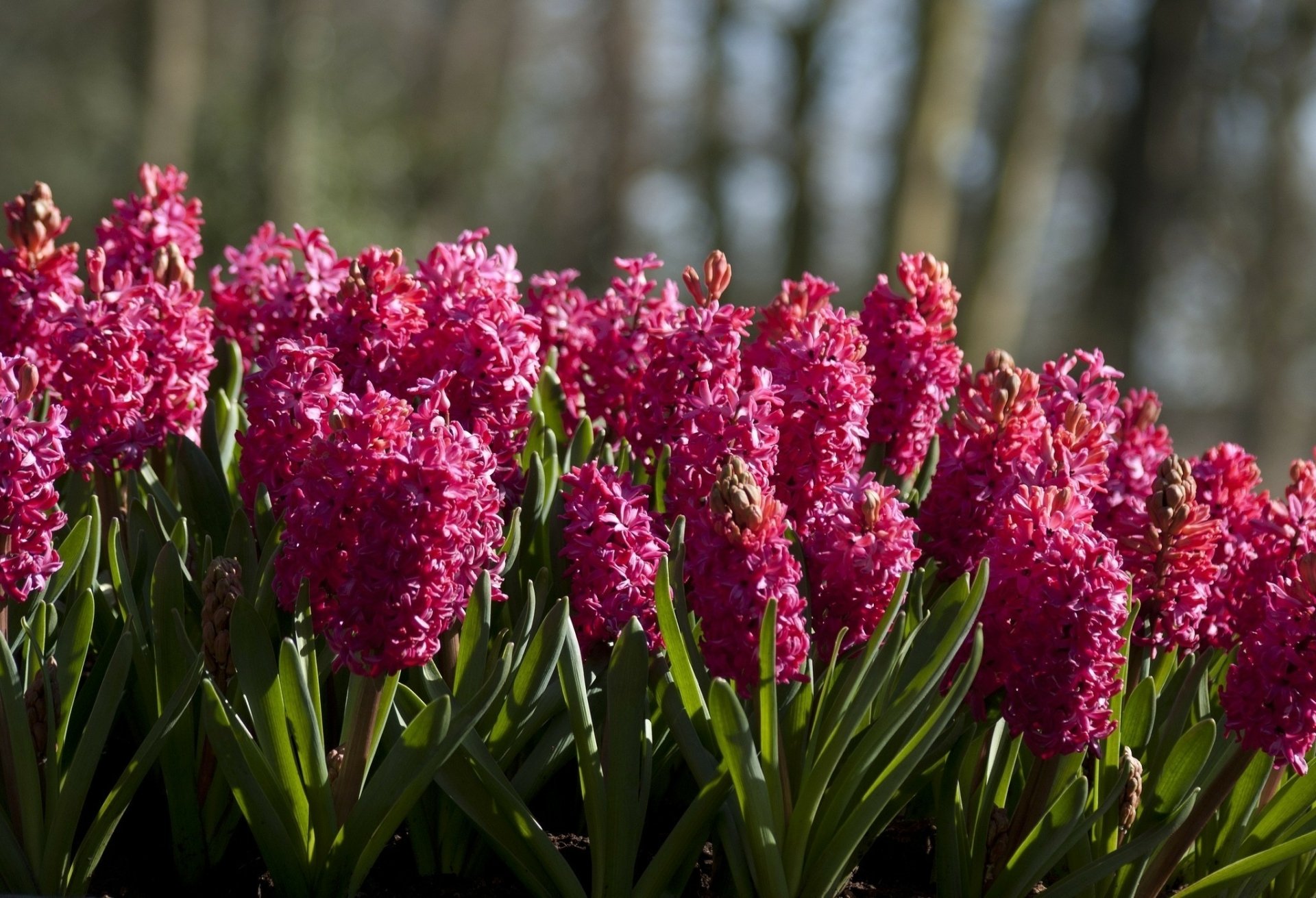 Vibrant Hyacinth Blossoms: Stunning HD Nature Wallpaper