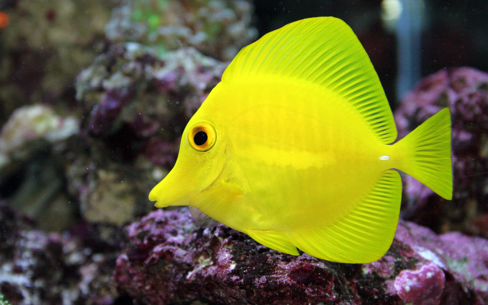 Vibrant Yellow Tang Fish – Stunning HD Aquarium Wallpaper