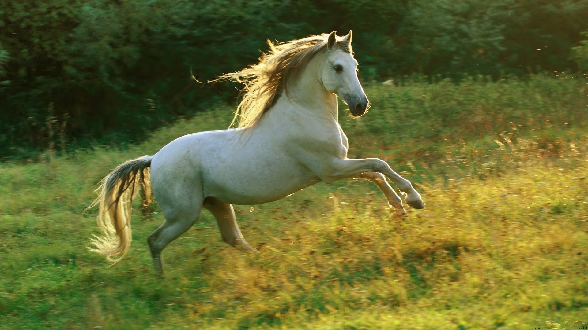 Majestic Horse Galloping - HD Wallpaper