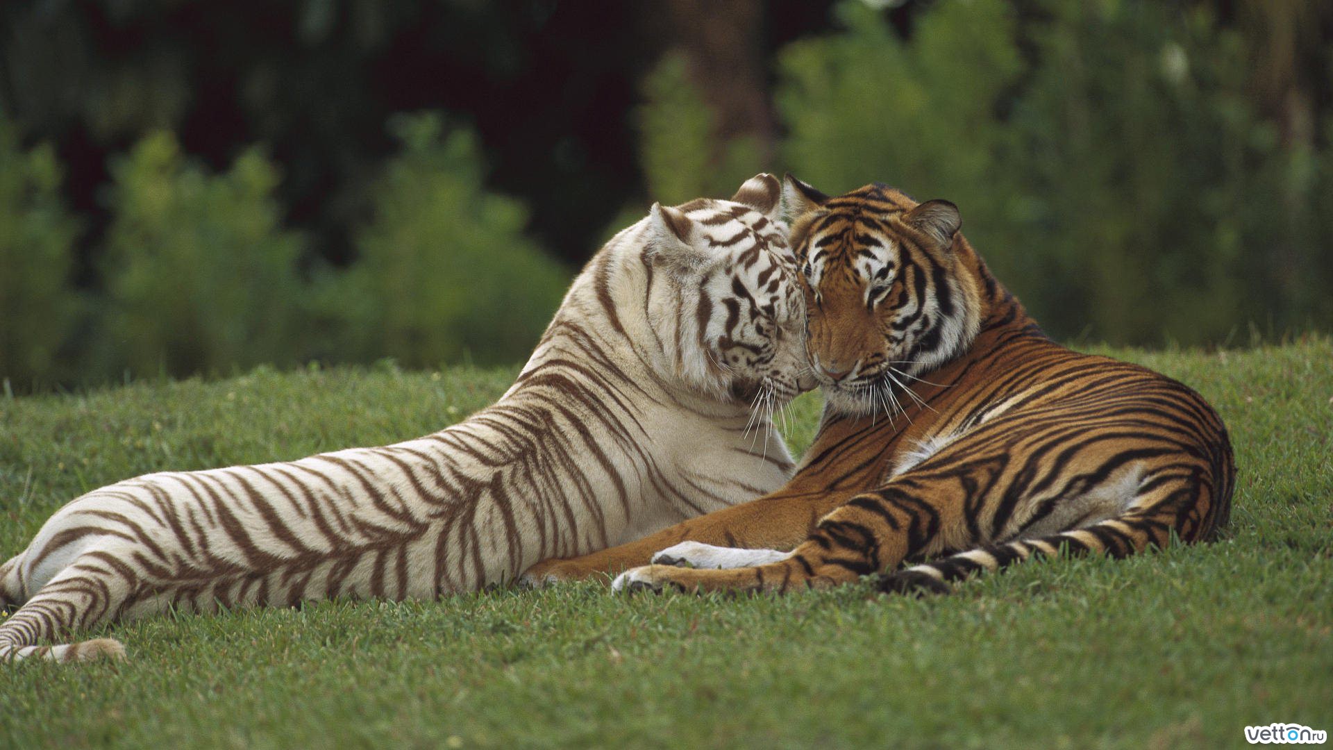 Animal Tiger HD Wallpaper