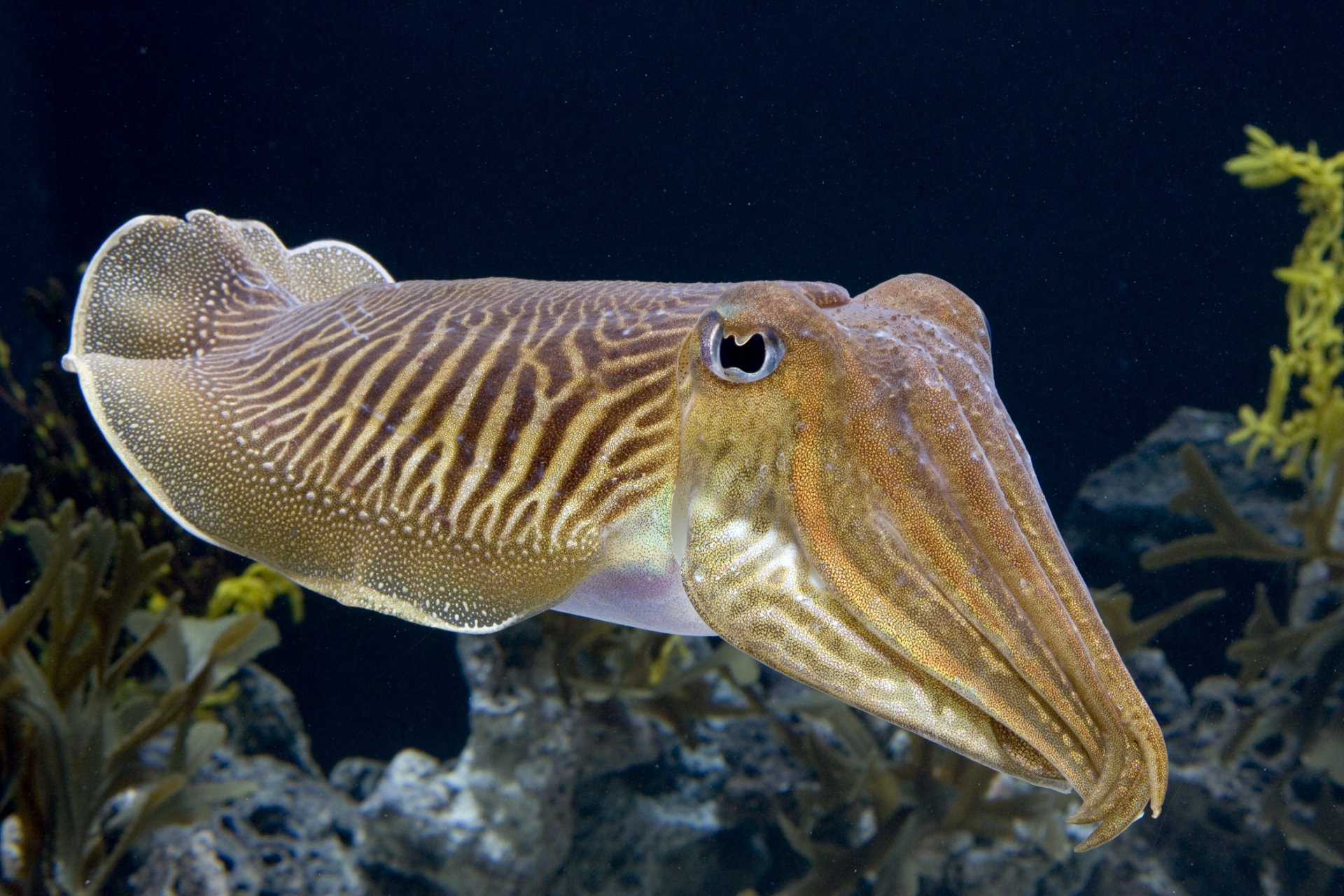 Cuttlefish HD Wallpaper | Background Image | 2100x1400 | ID:464771 ...