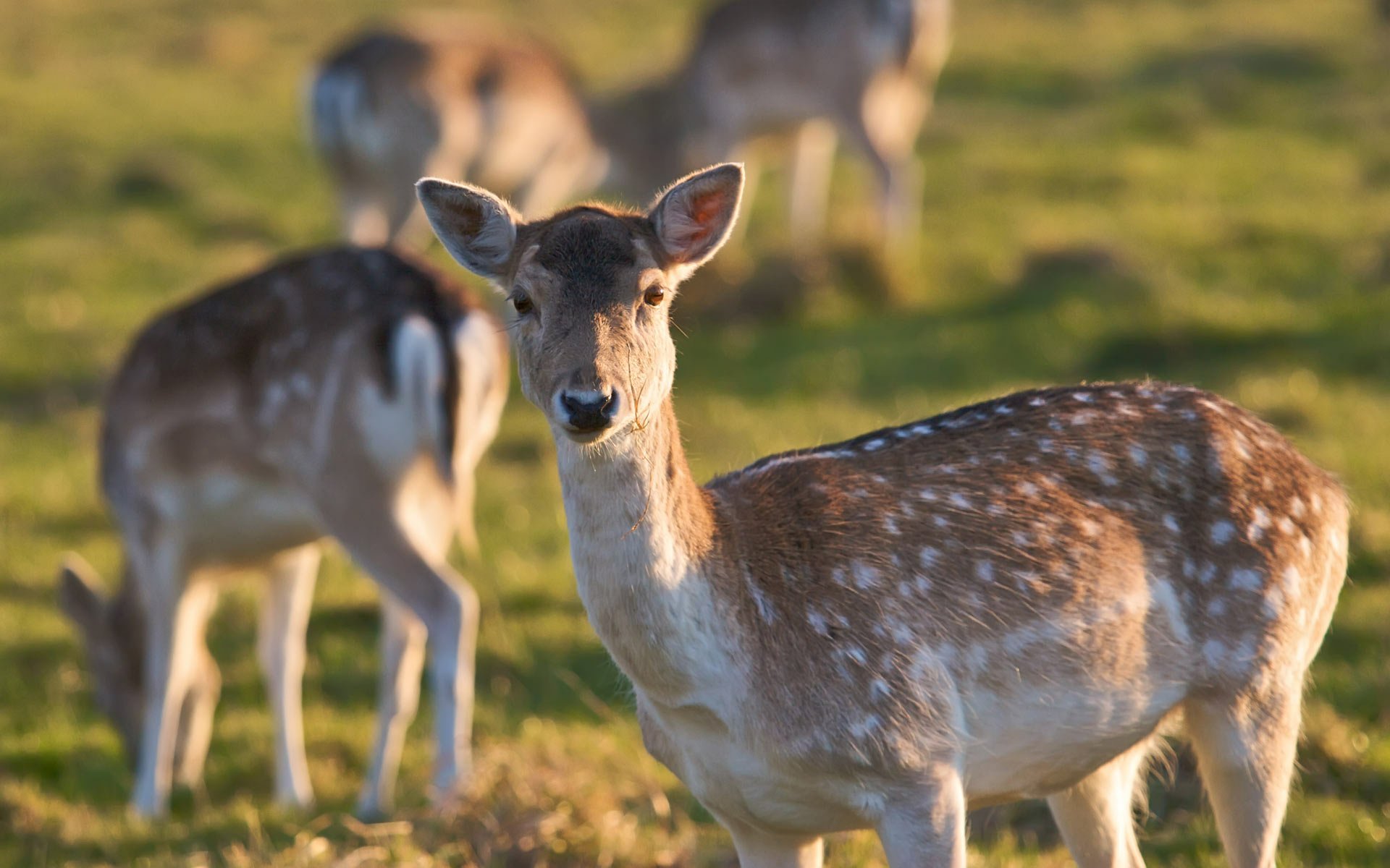 Graceful Deer — HD Meadow Wallpaper | 1920x1200 | Wallpaper Abyss