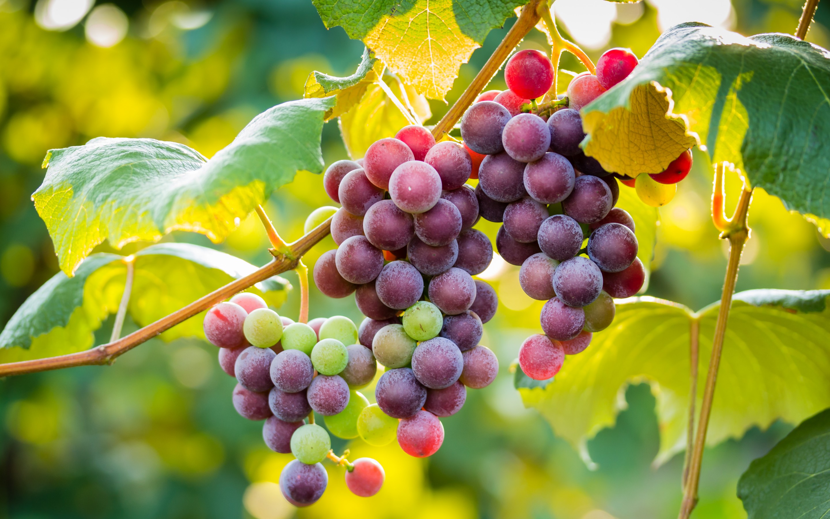 Download Food Grapes HD Wallpaper Download Food Grapes HD Wallpaper