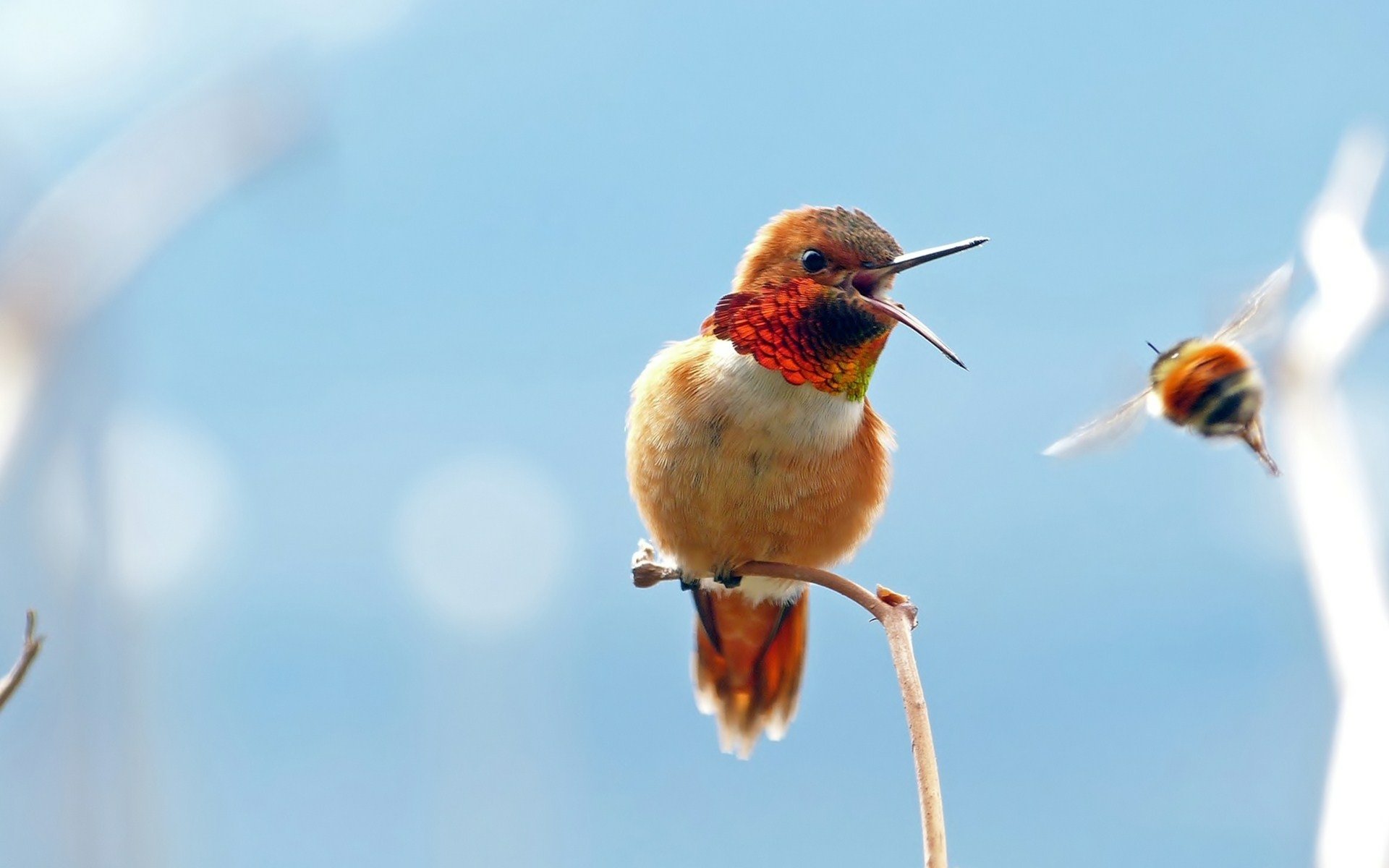 Hummingbird Harmony: Stunning HD Animal Wallpaper in Nature's Glow